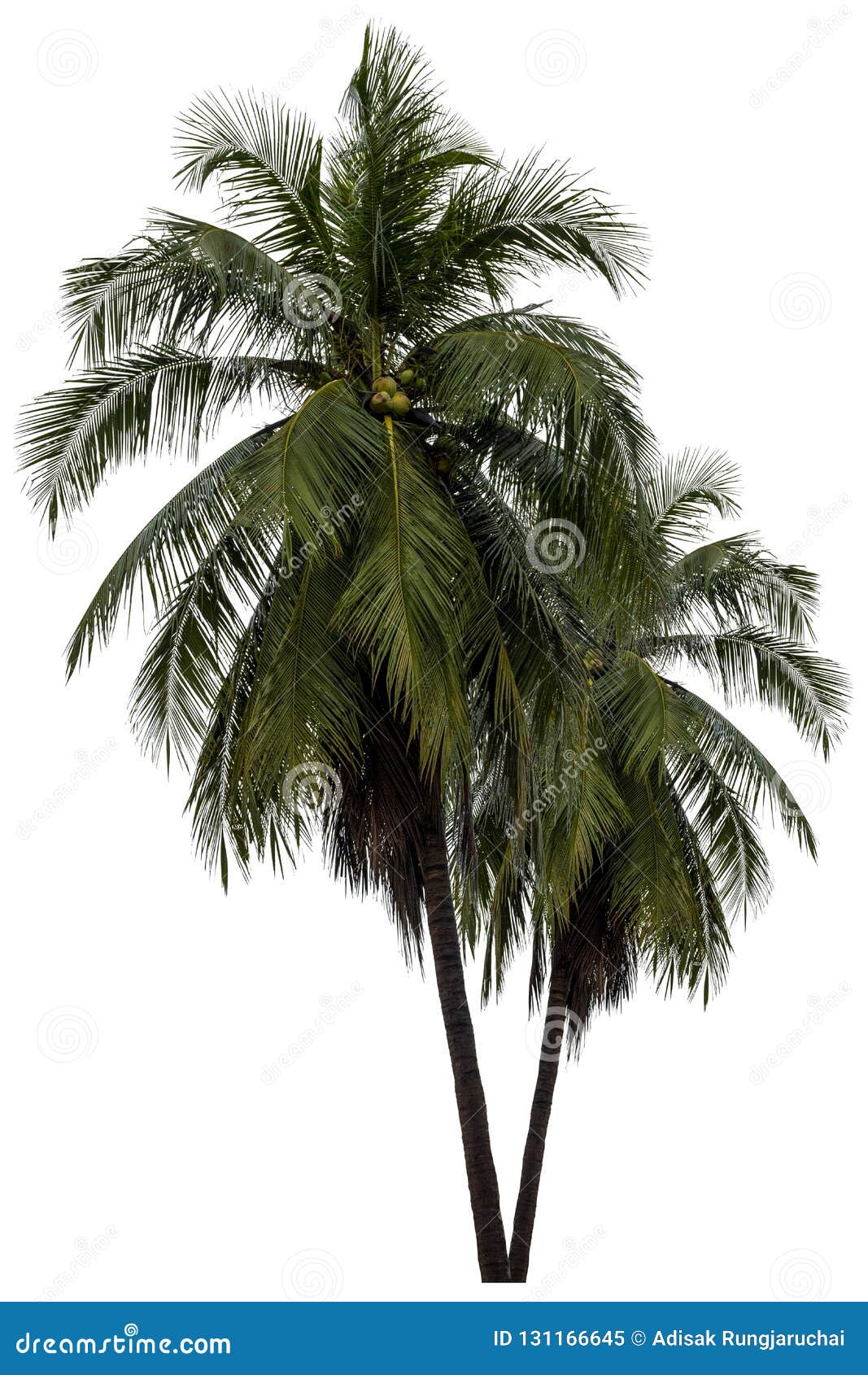 Coconut Tree. Isolated on White Background with a High Resolution ...