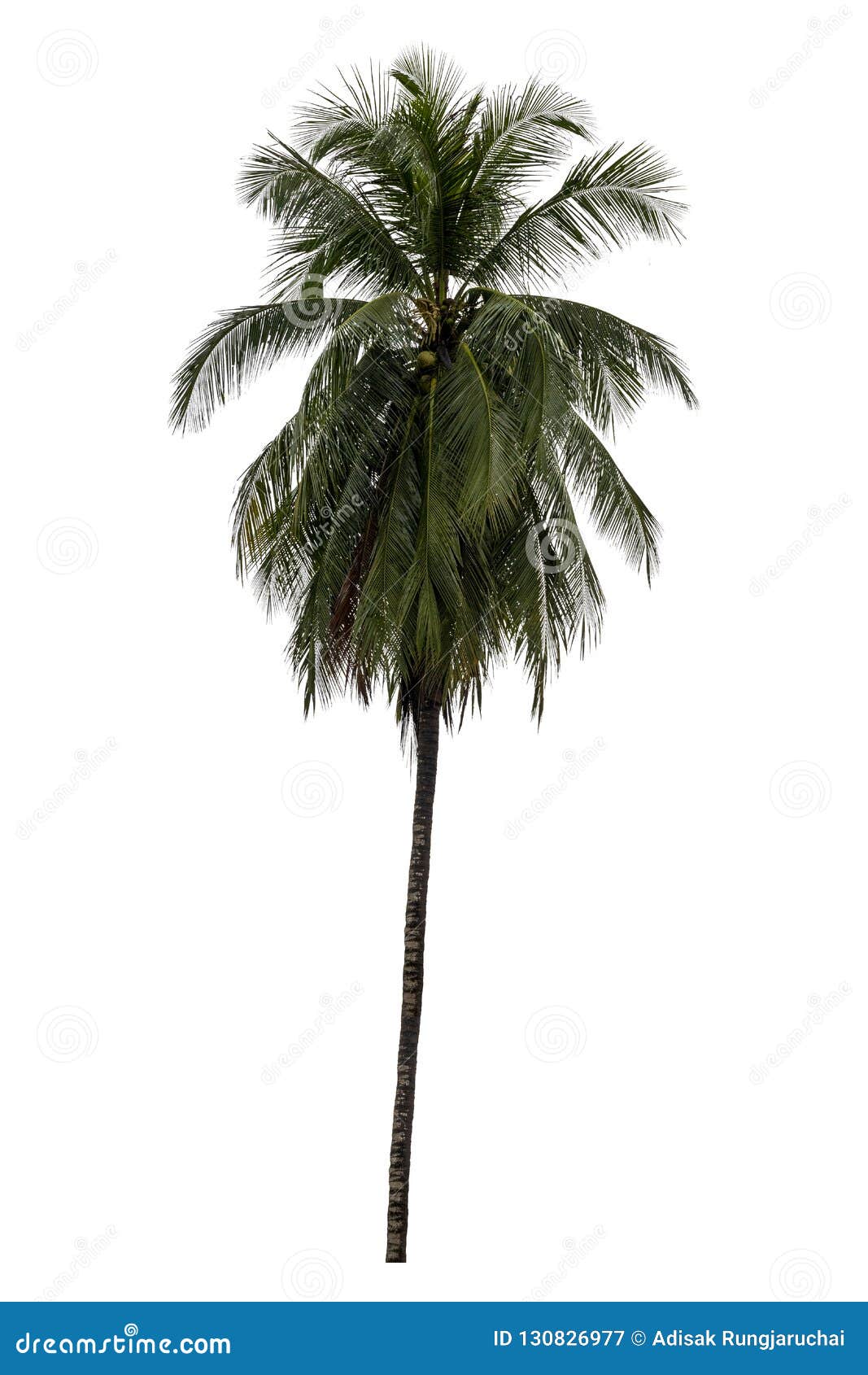 Coconut Tree. Isolated on White Background with a High Resolution ...