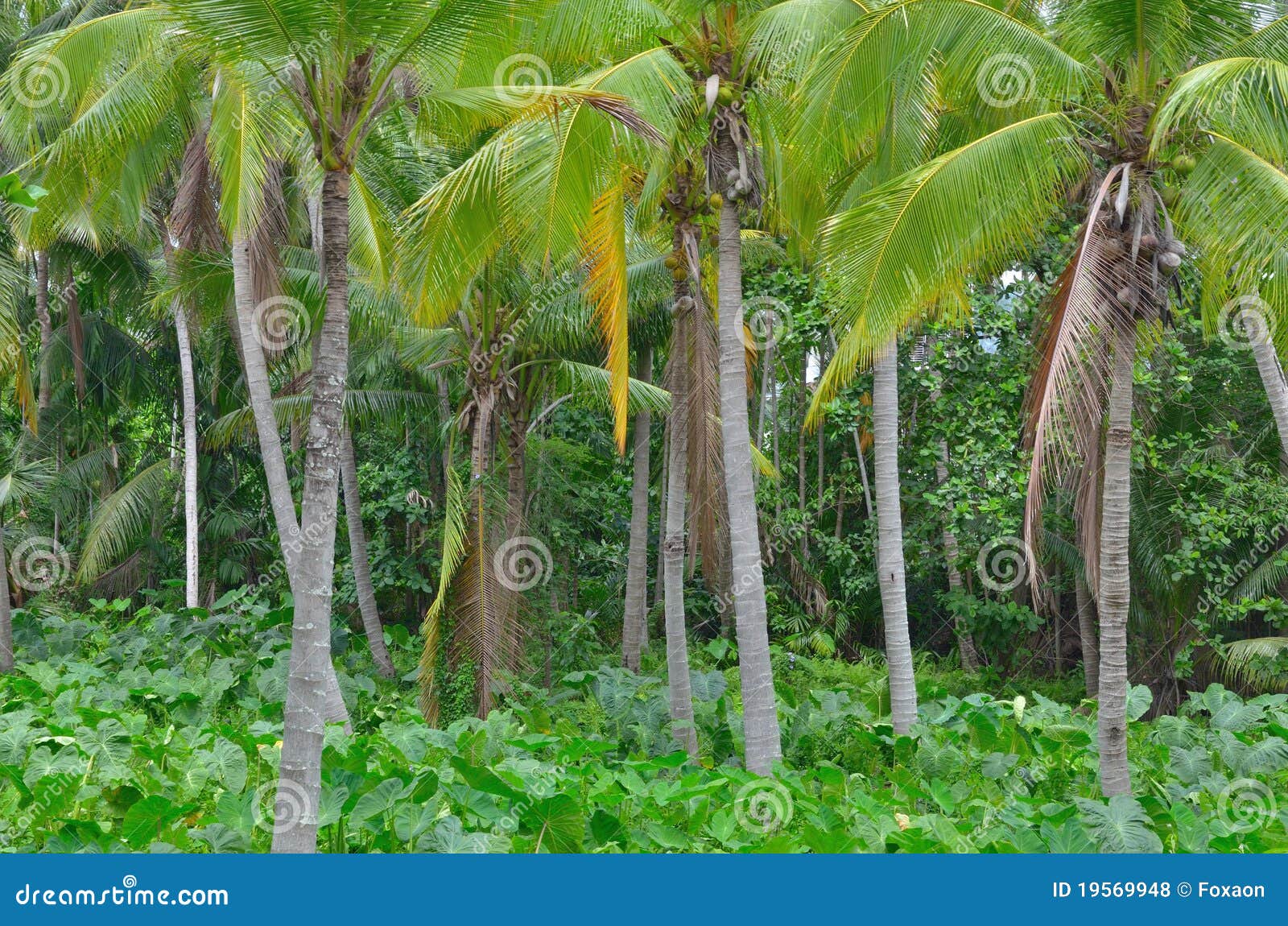 Coconut tree Jungle stock photo. Image of green, island - 19569948
