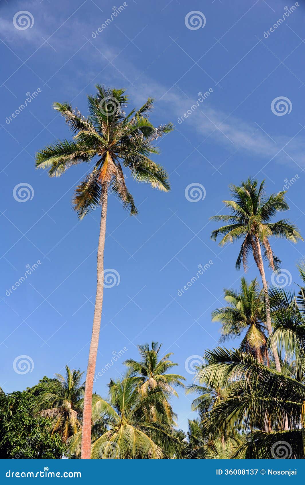 Coconut tree stock image. Image of coconut, idyllic, environment - 36008137