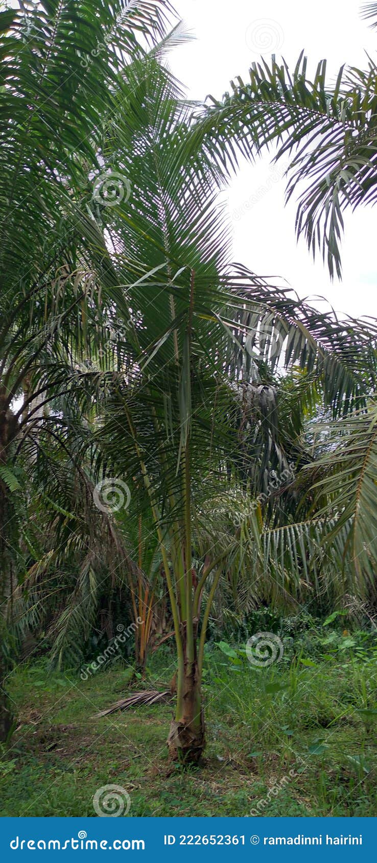 Coconut Tree Jungle Green Rock Stock Image - Image of tree, coconut ...