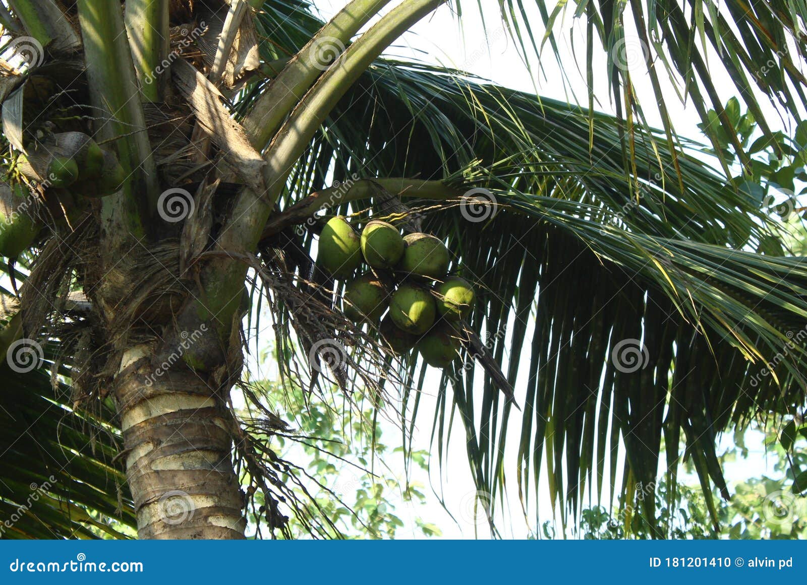 Coconut tree in kerala stock photo. Image of plant, green - 181201410