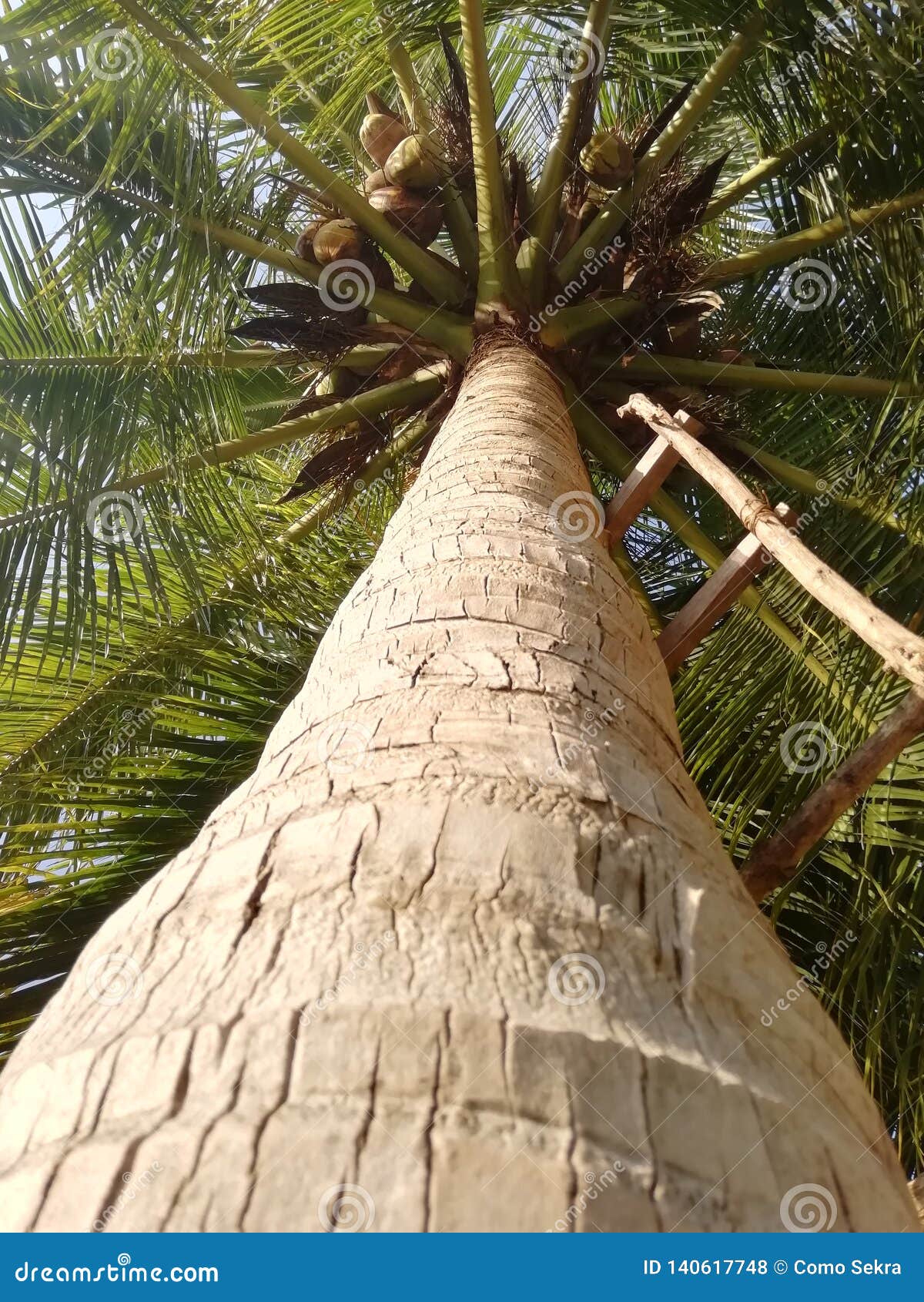 Coconut tree stock photo. Image of tree, coconut, sunlight - 140617748
