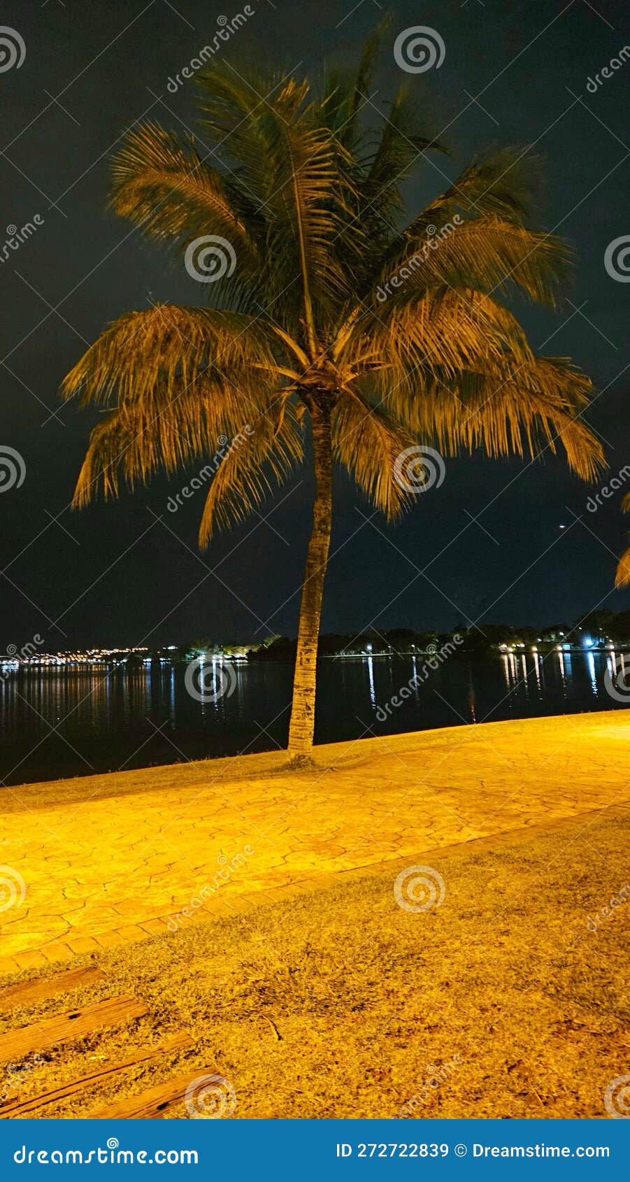 Coconut Tree by the Lake at Night Stock Image - Image of natural, leaf ...