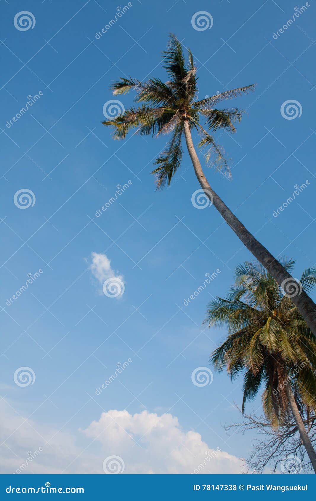 Coconut tree stock photo. Image of holiday, coast, blue - 78147338
