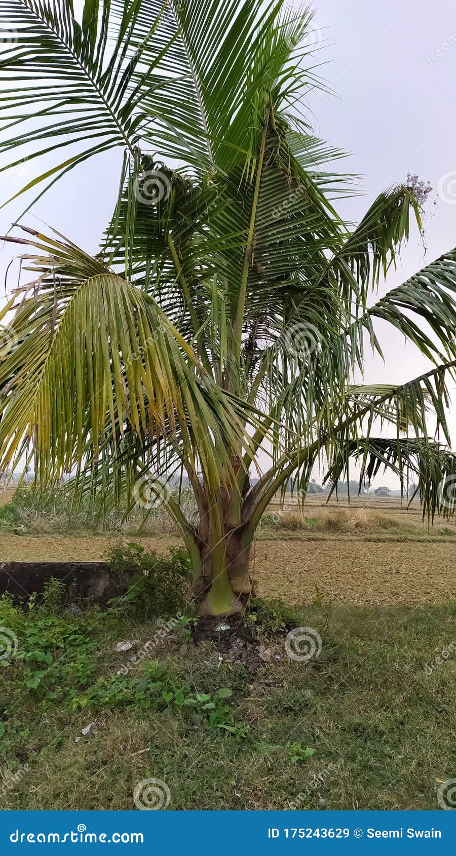 Coconut tree stock image. Image of farming, fruit, tree - 175243629