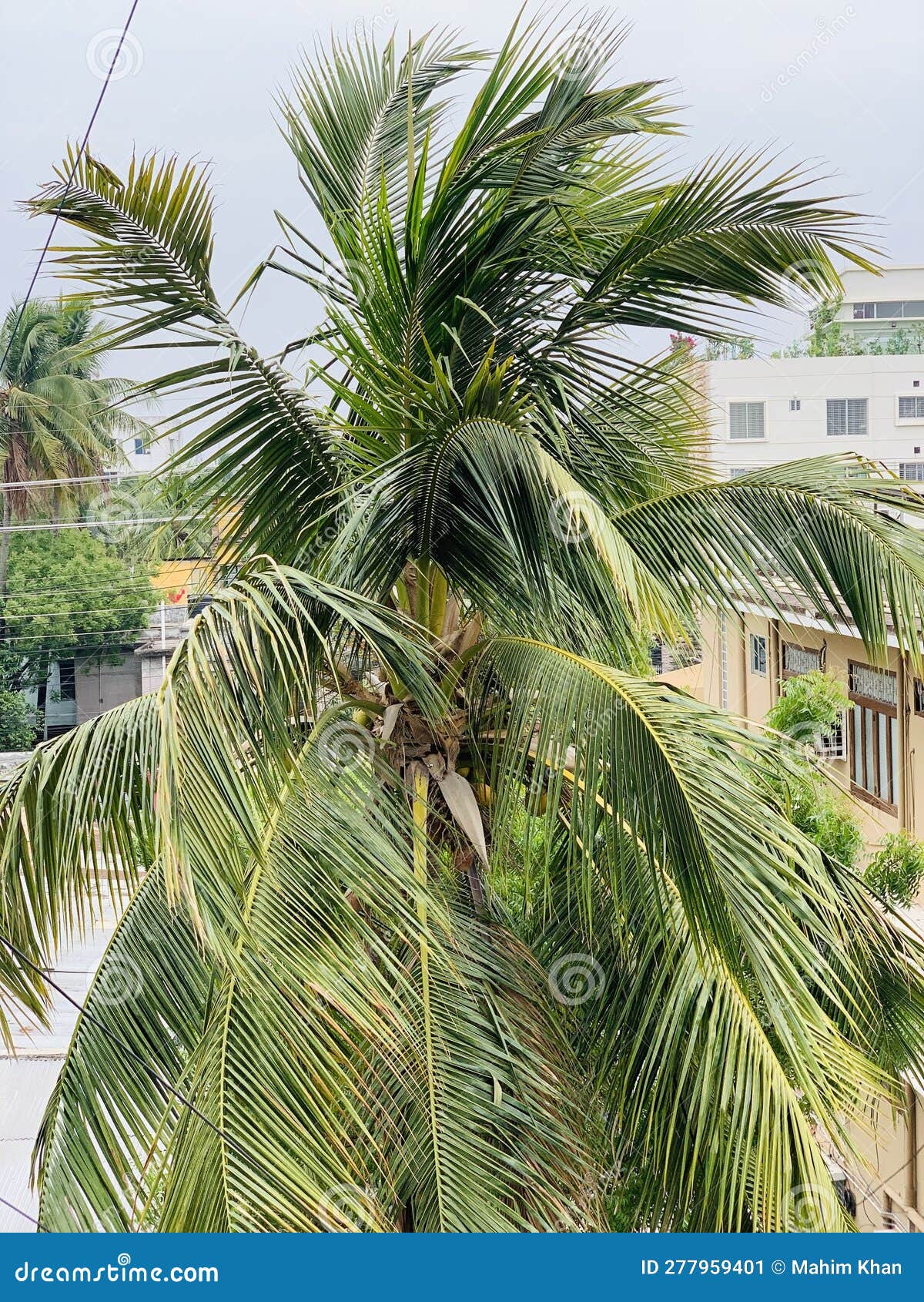 Coconut tree stock image. Image of tree, available, beautiful - 277959401