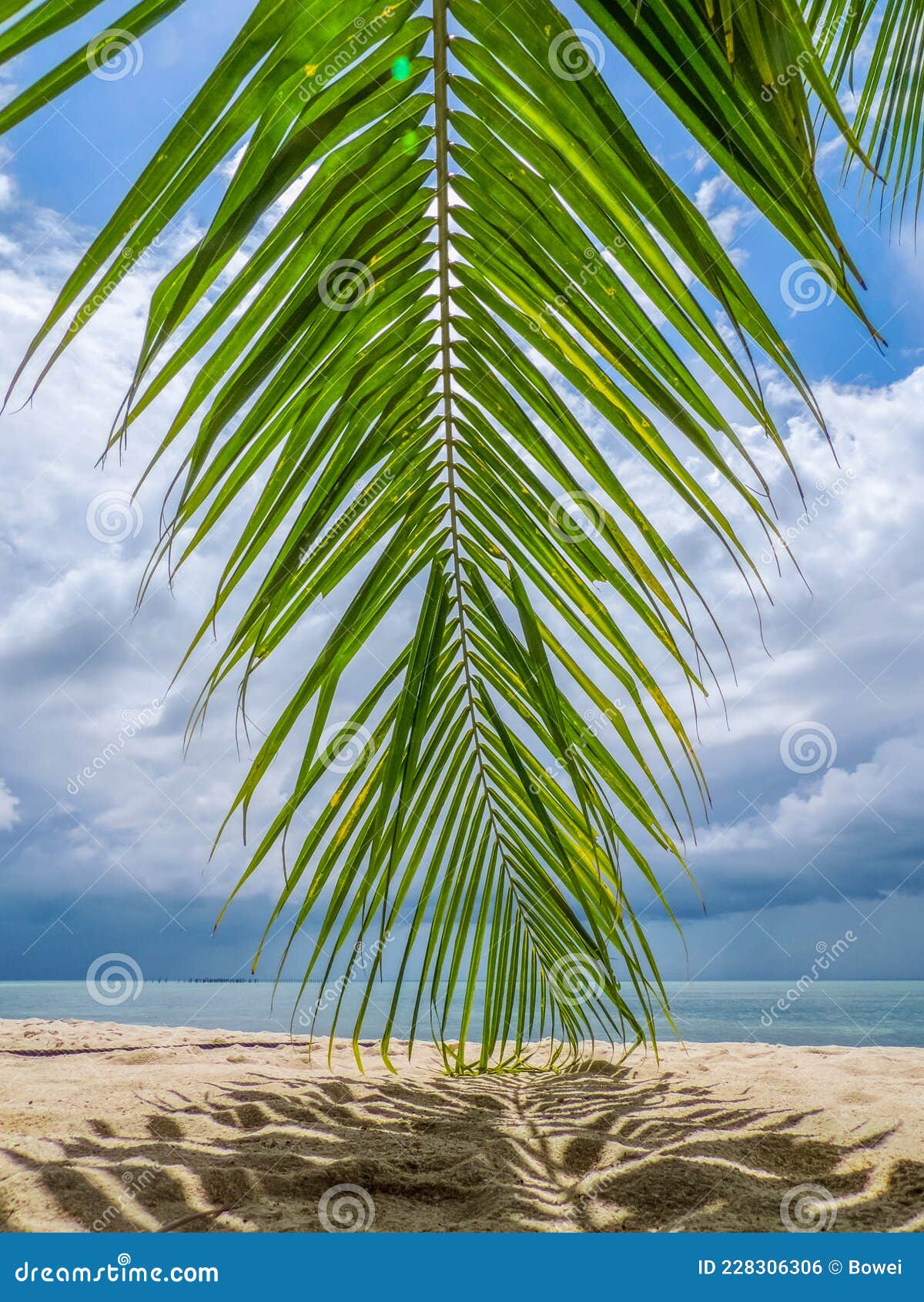 Coconut Tree Leaf Bend Down on the Beach Sand. Stock Photo - Image of ...