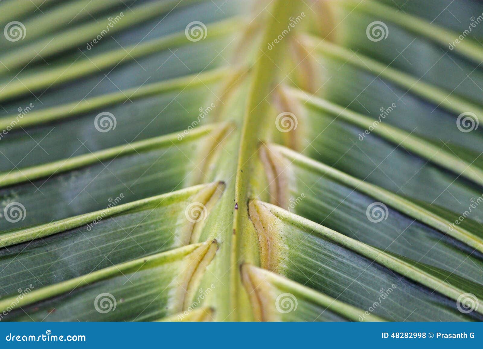 Coconut tree leaf stock photo. Image of nature, close - 48282998