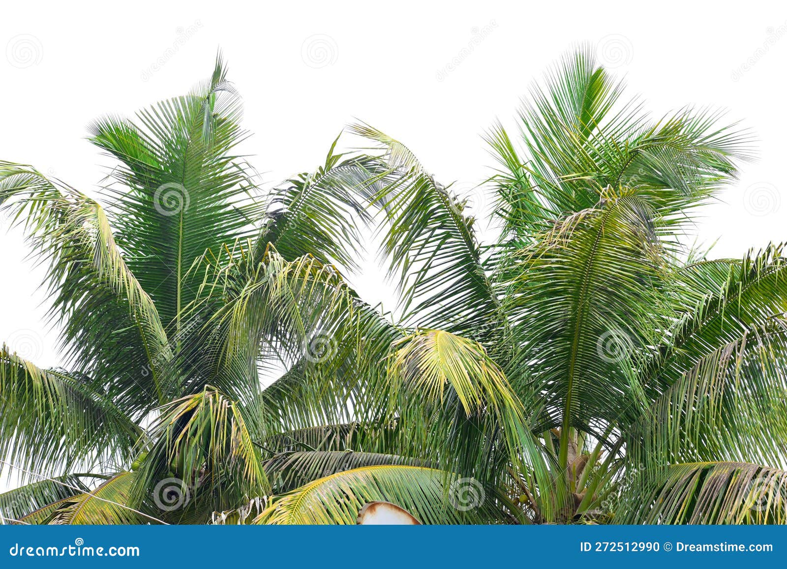 Coconut tree leaf stock photo. Image of texture, fresh - 272512990