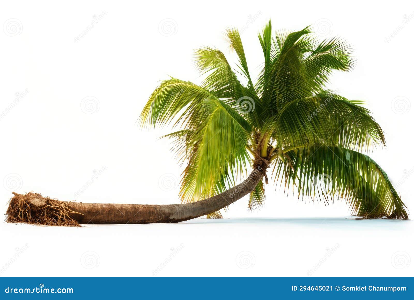 Coconut Tree Leaning Over, Isolated White Background, Suitable for Use ...