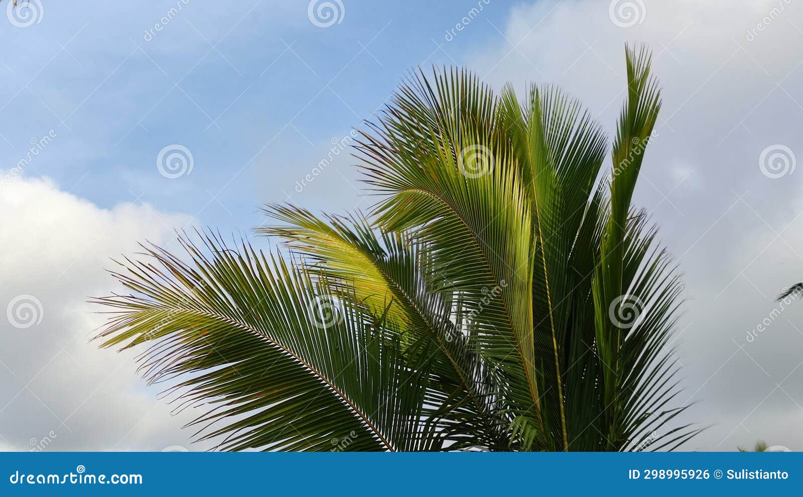 Coconut Tree Leaves Blowing in the Wind Stock Photo - Image of copy ...