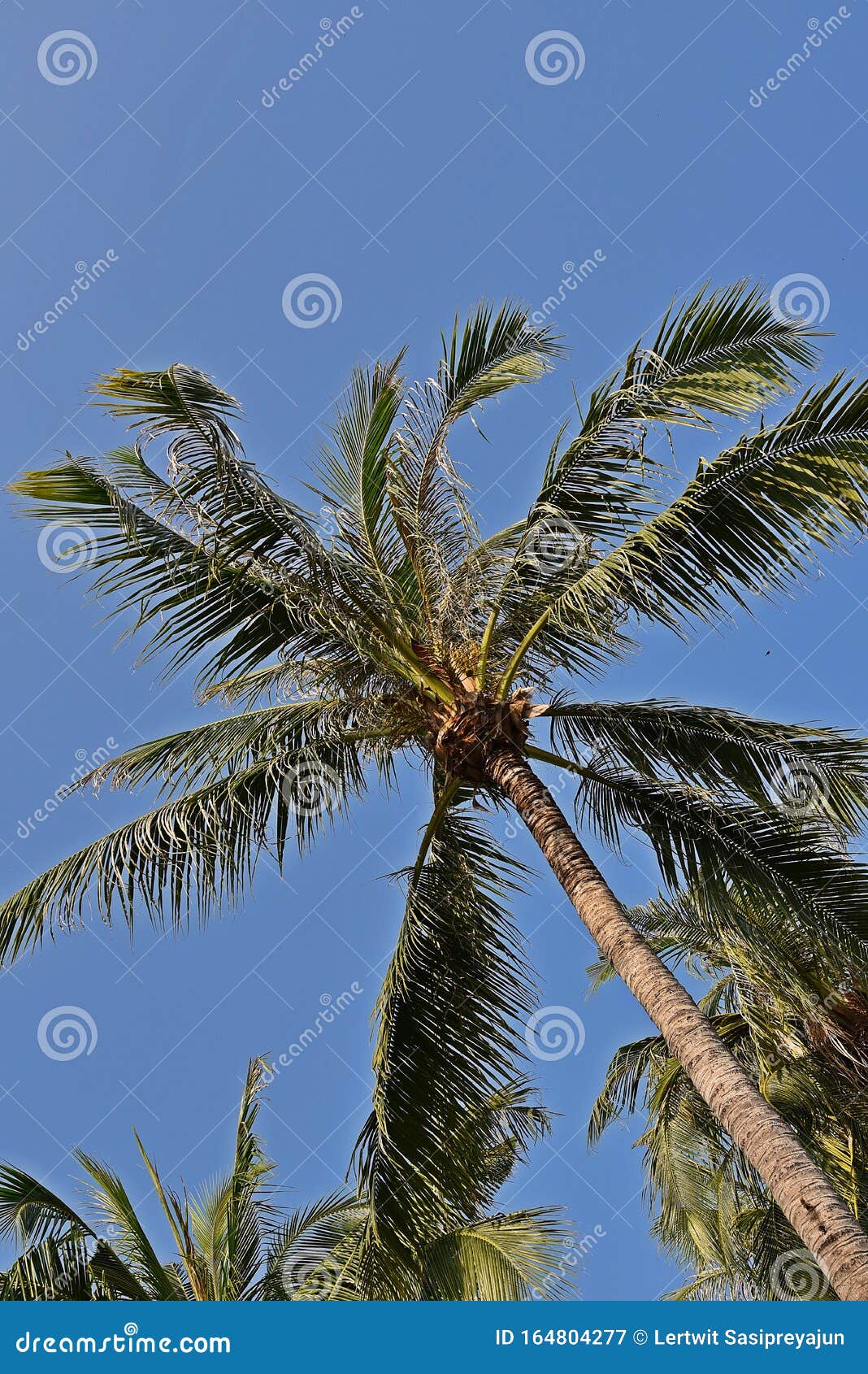 Coconut Tree Leaves Damage from Insect Pest Stock Image - Image of ...