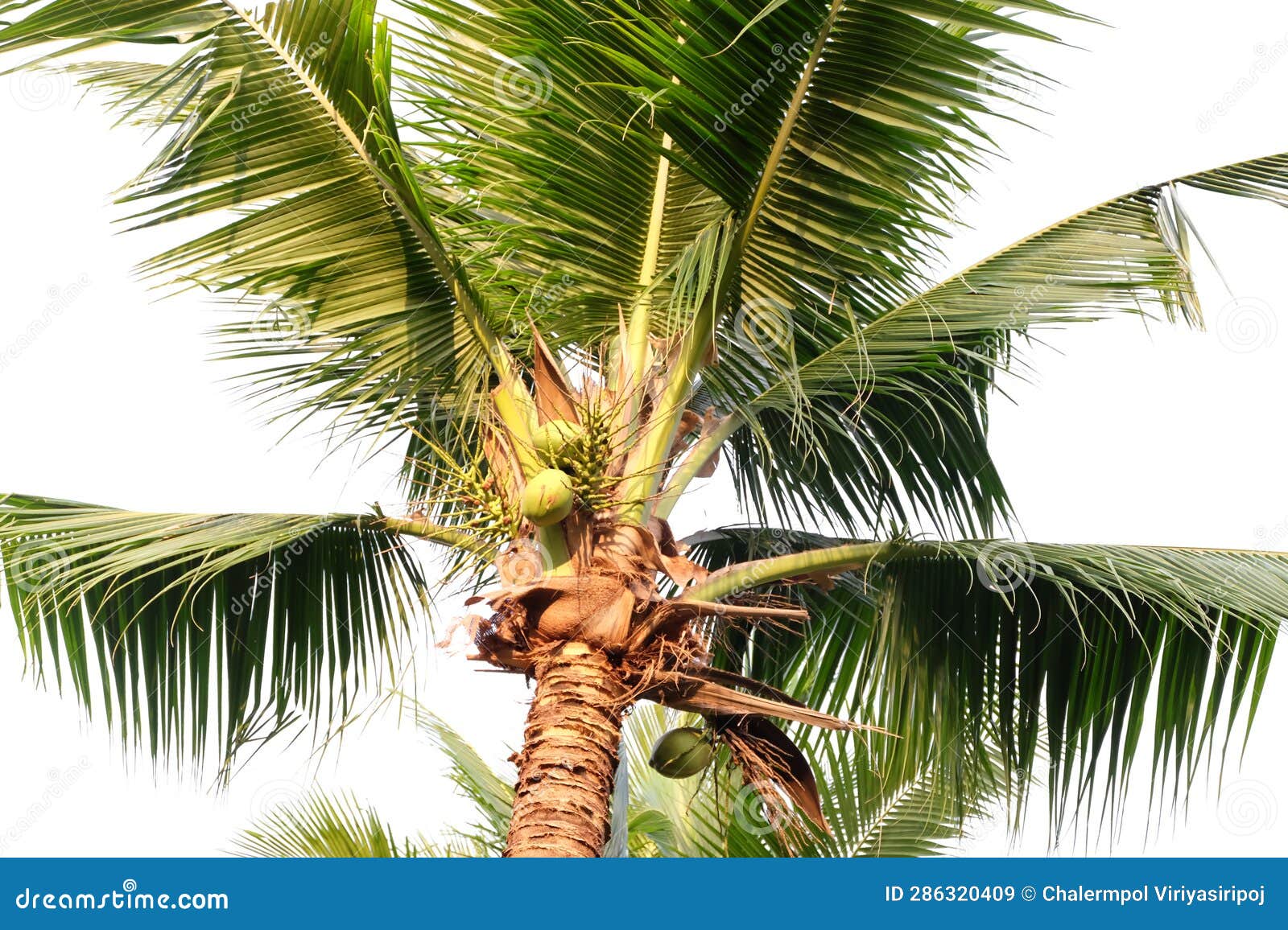 A Coconut Tree with Leaves and Leaves Stock Image - Image of beauty ...