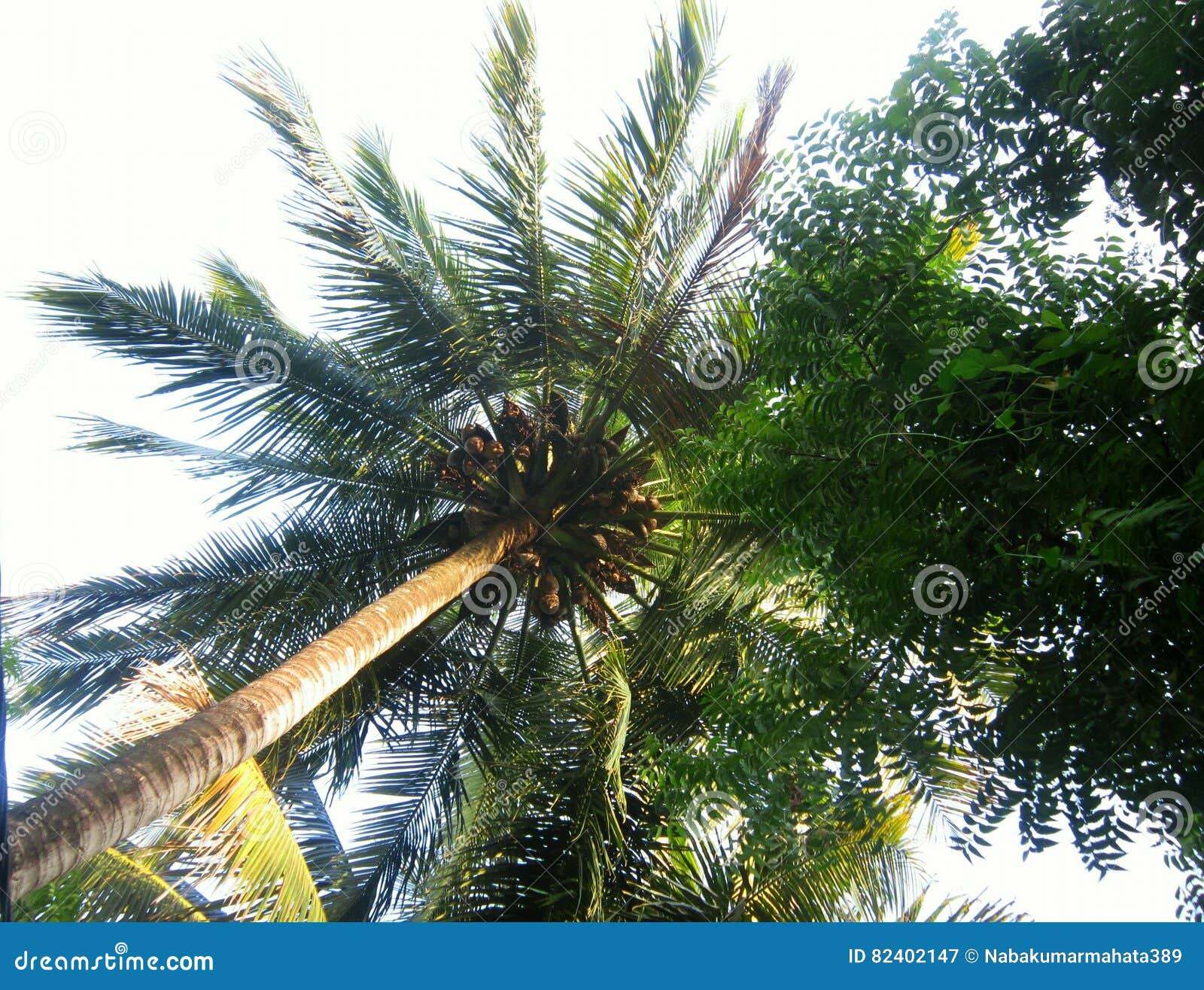 Tree Froom Stock Photos - Free & Royalty-Free Stock Photos from Dreamstime