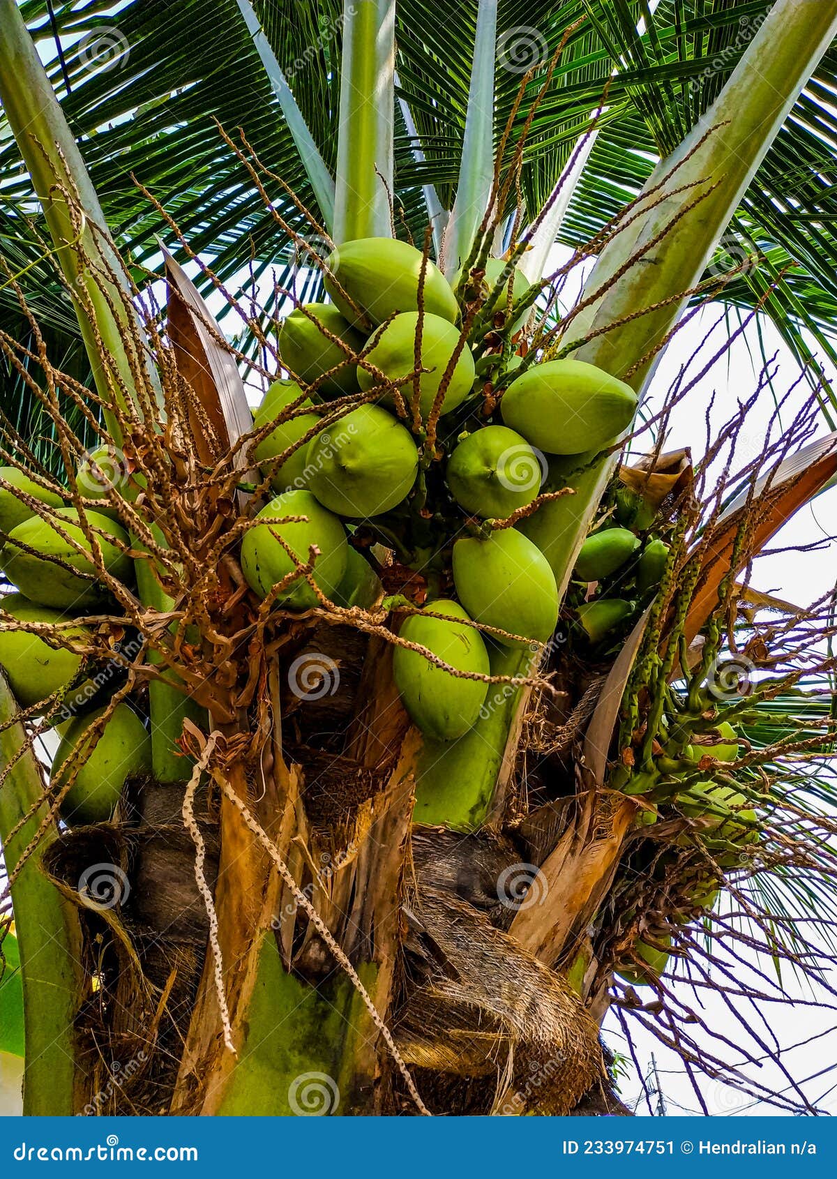 Coconut Tree with Lots of Fruit. ï¿¼ Stock Image - Image of food ...