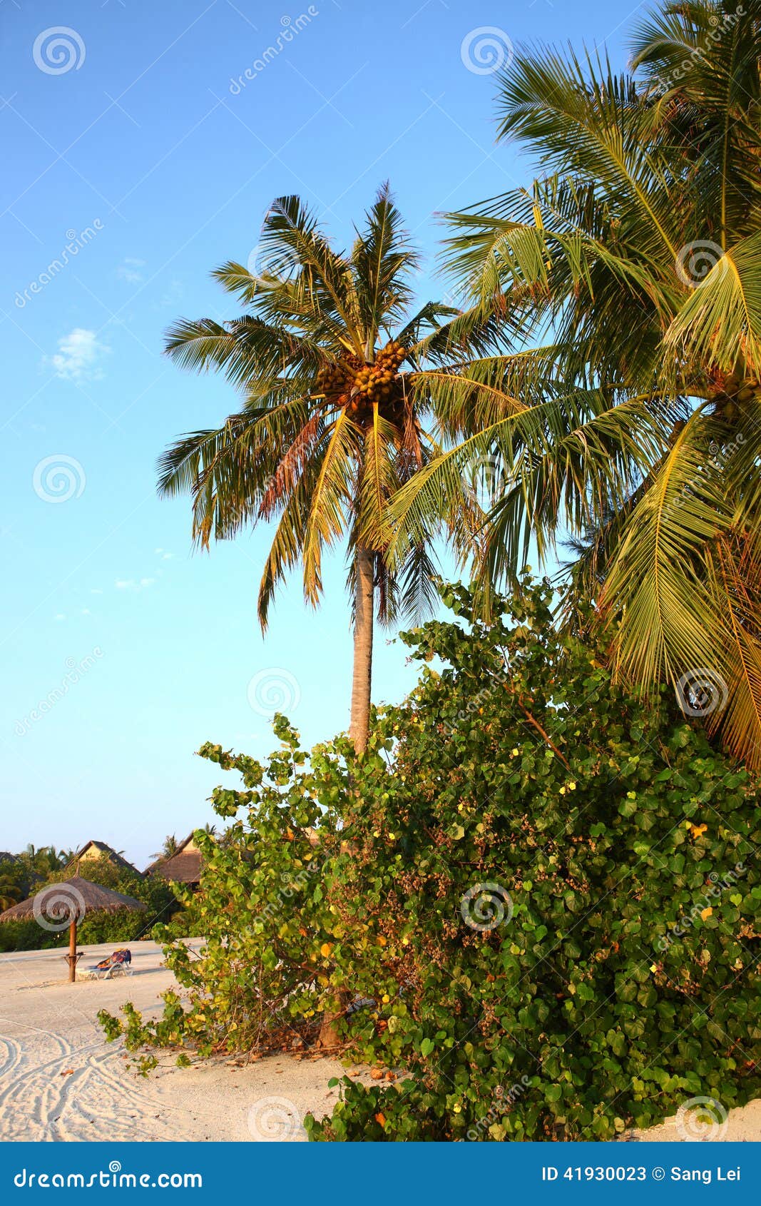 Coconut Tree on Maldives Beach Stock Image - Image of idyllic, plant ...