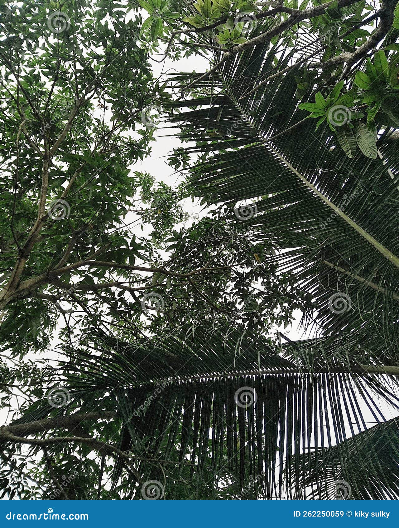 Coconut Tree and Mango Tree Stock Image - Image of mango, tree: 262250059