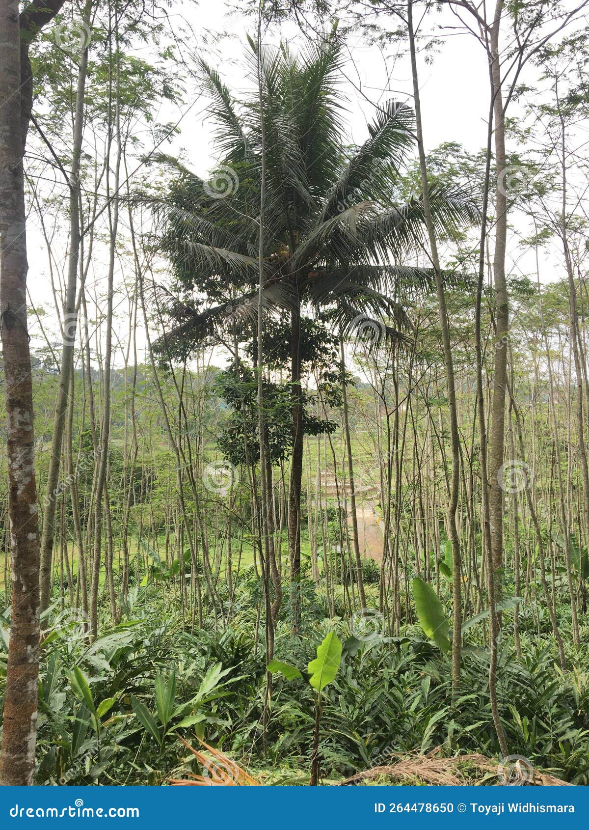Coconut Tree stock photo. Image of alone, coconut, tree - 264478650