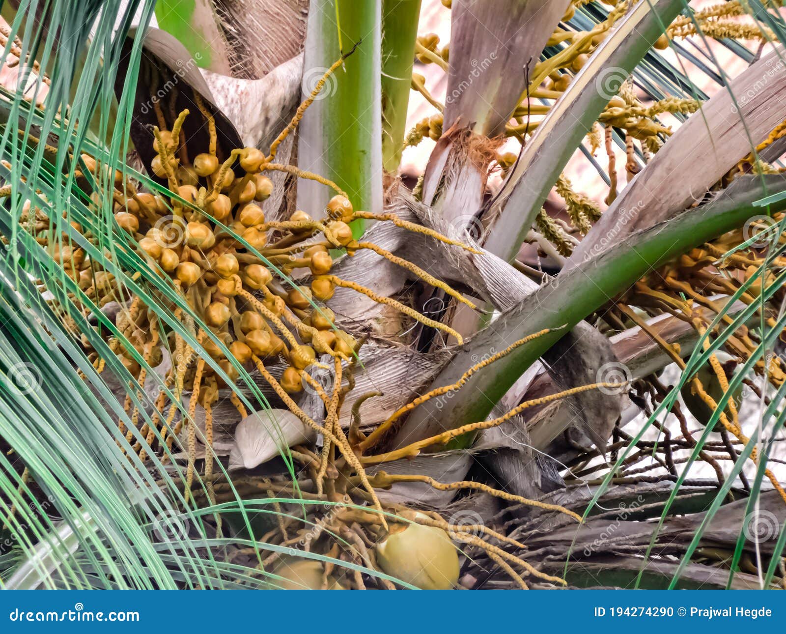 Coconut Tree during Monsoon Stock Photo - Image of botanical, fresh ...