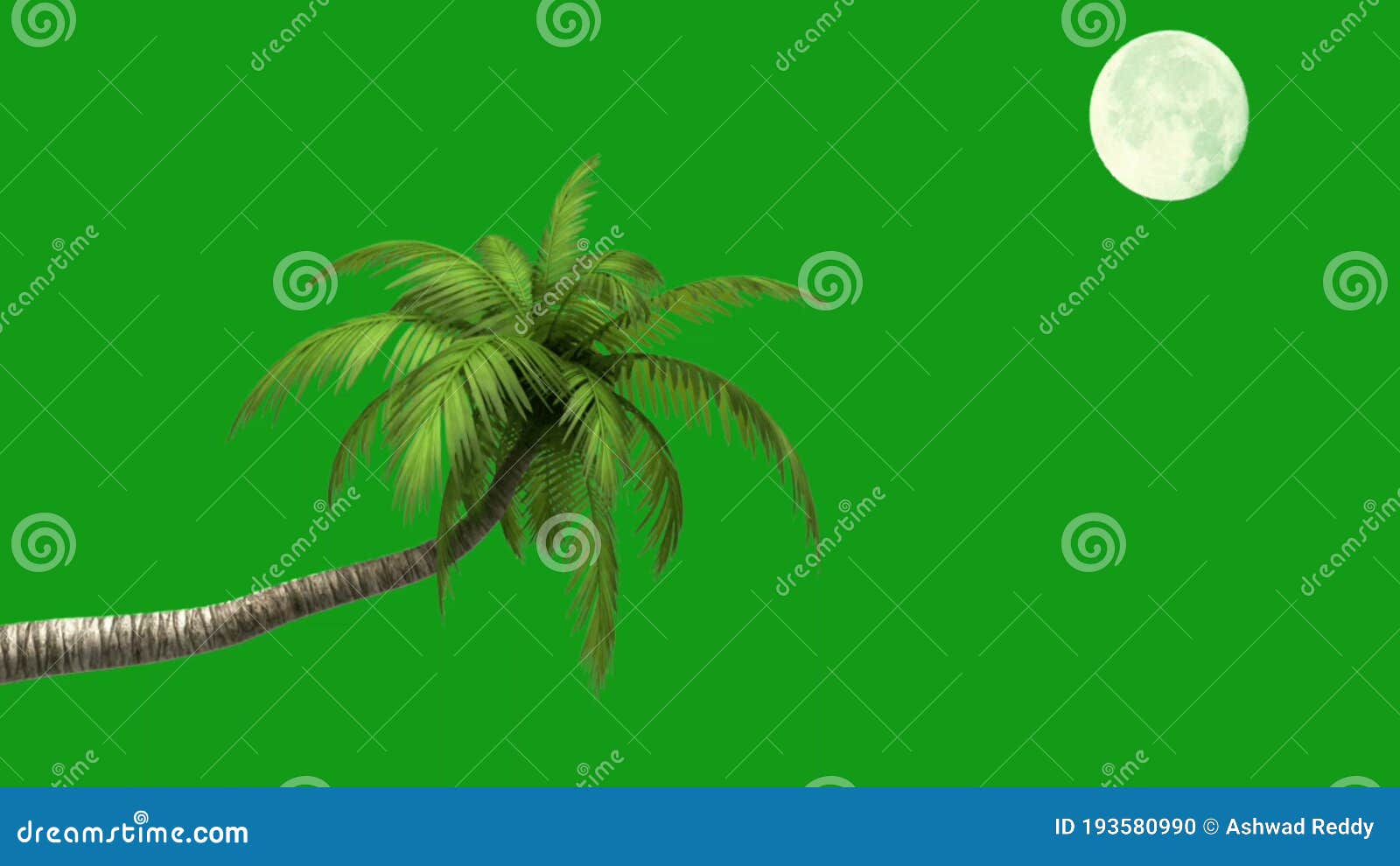 Coconut Tree and Moon Light Green Screen Motion Graphics Stock Footage ...