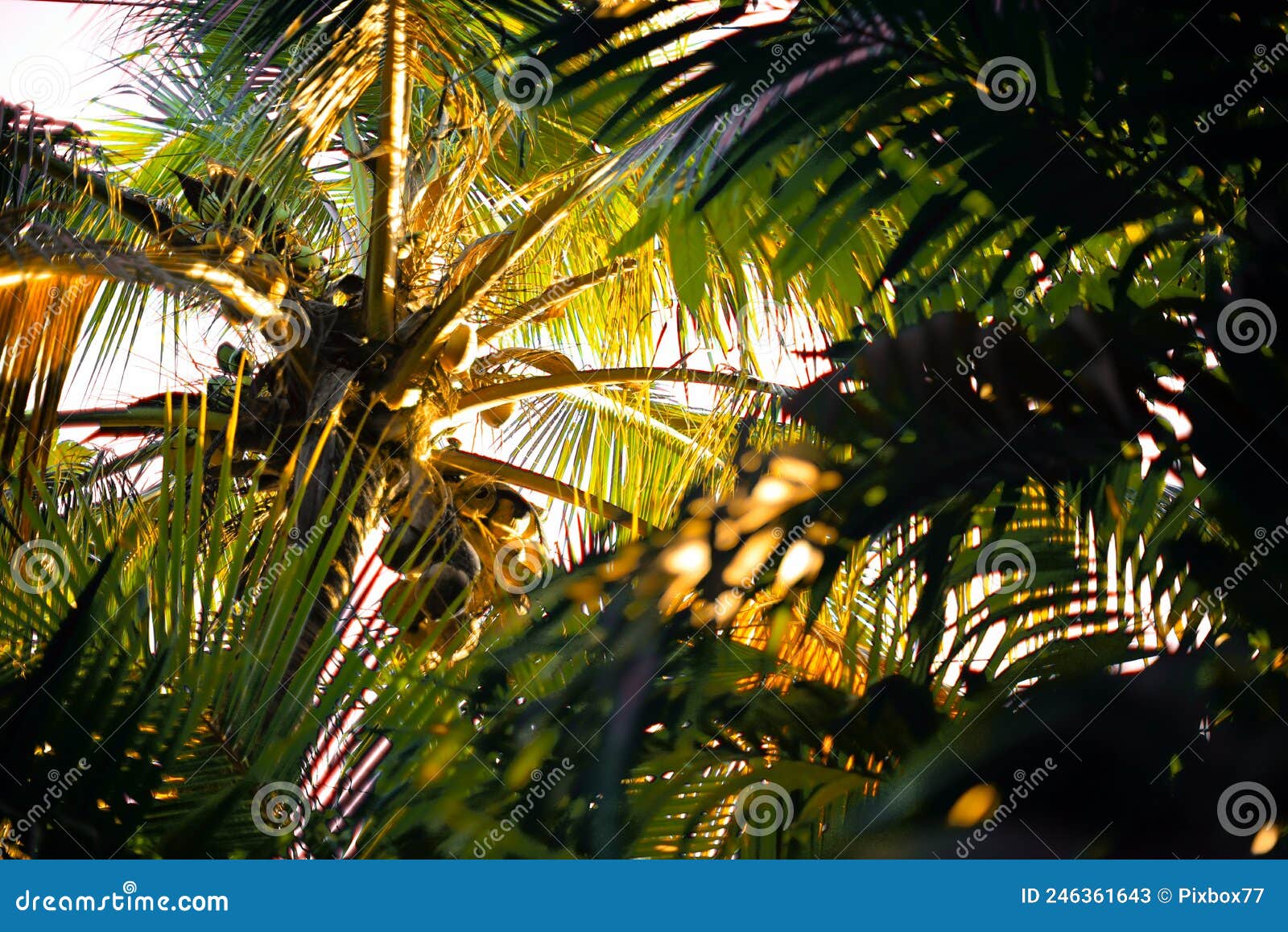 Coconut Tree with Morning Light Stock Image - Image of natural ...