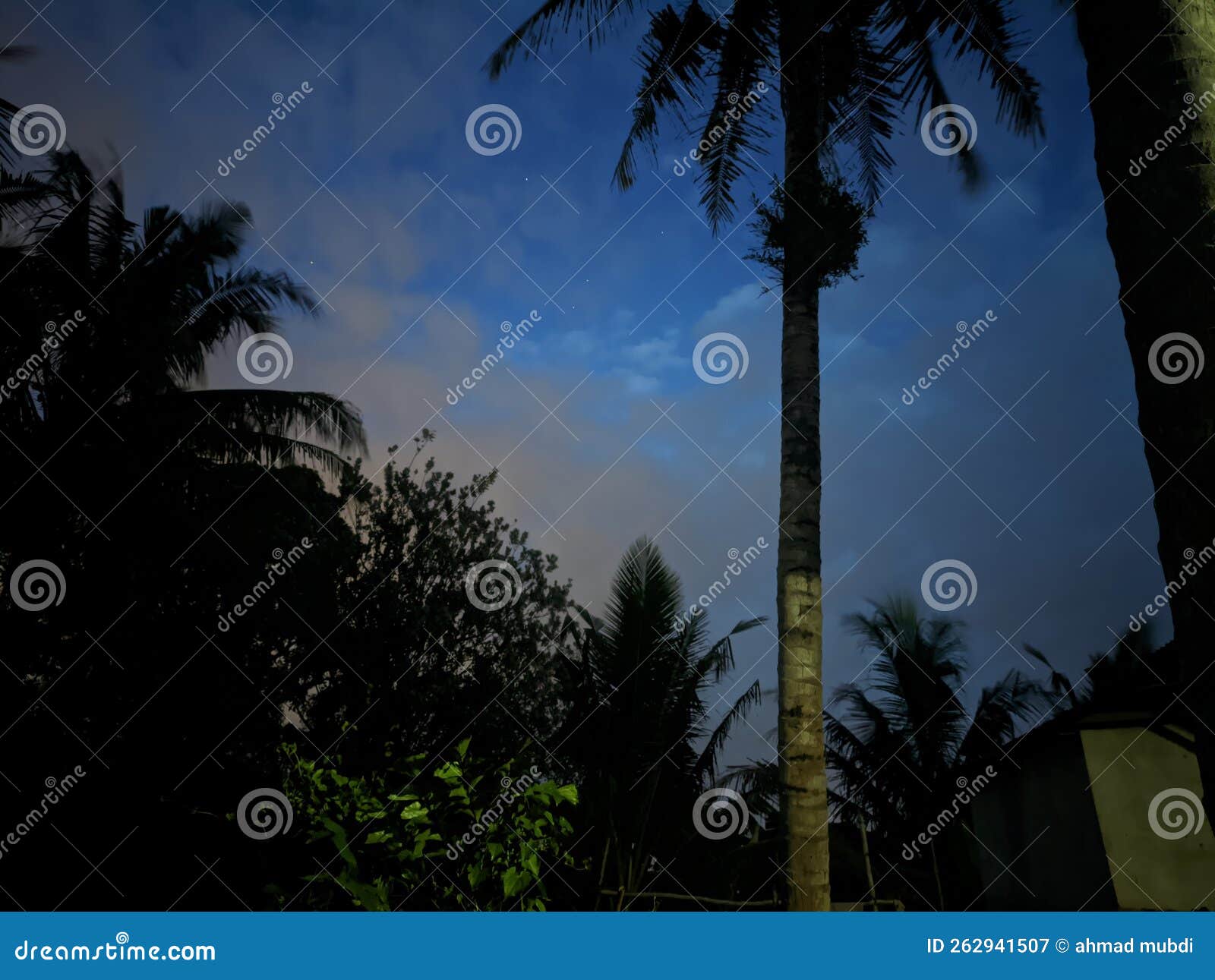Coconut Tree before Morning Stock Image - Image of afterwakeup, tree ...