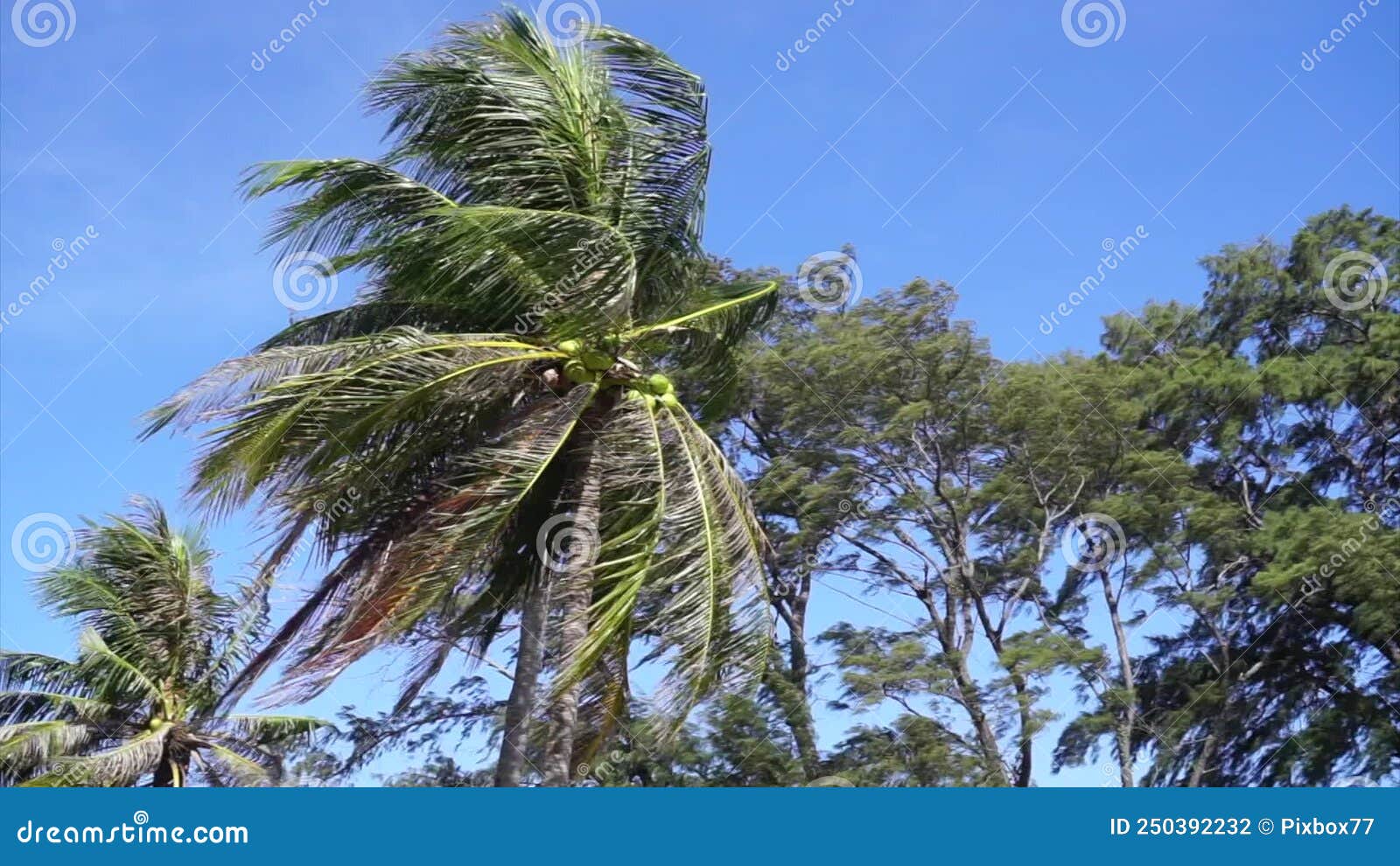 Coconut Tree Movement by Wind Stock Footage - Video of green, season ...
