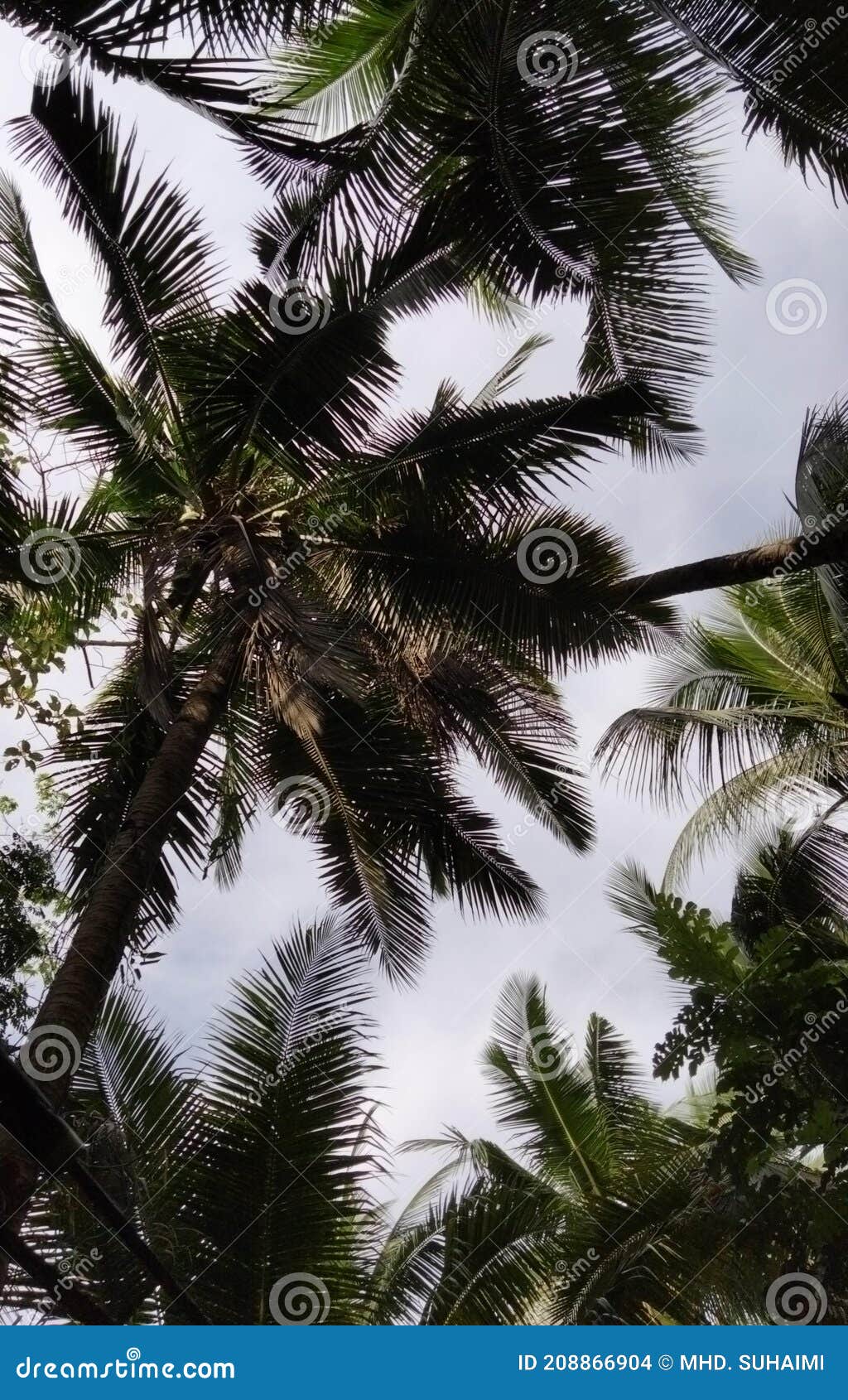 Coconut, tree, natural stock photo. Image of vegetation - 208866904