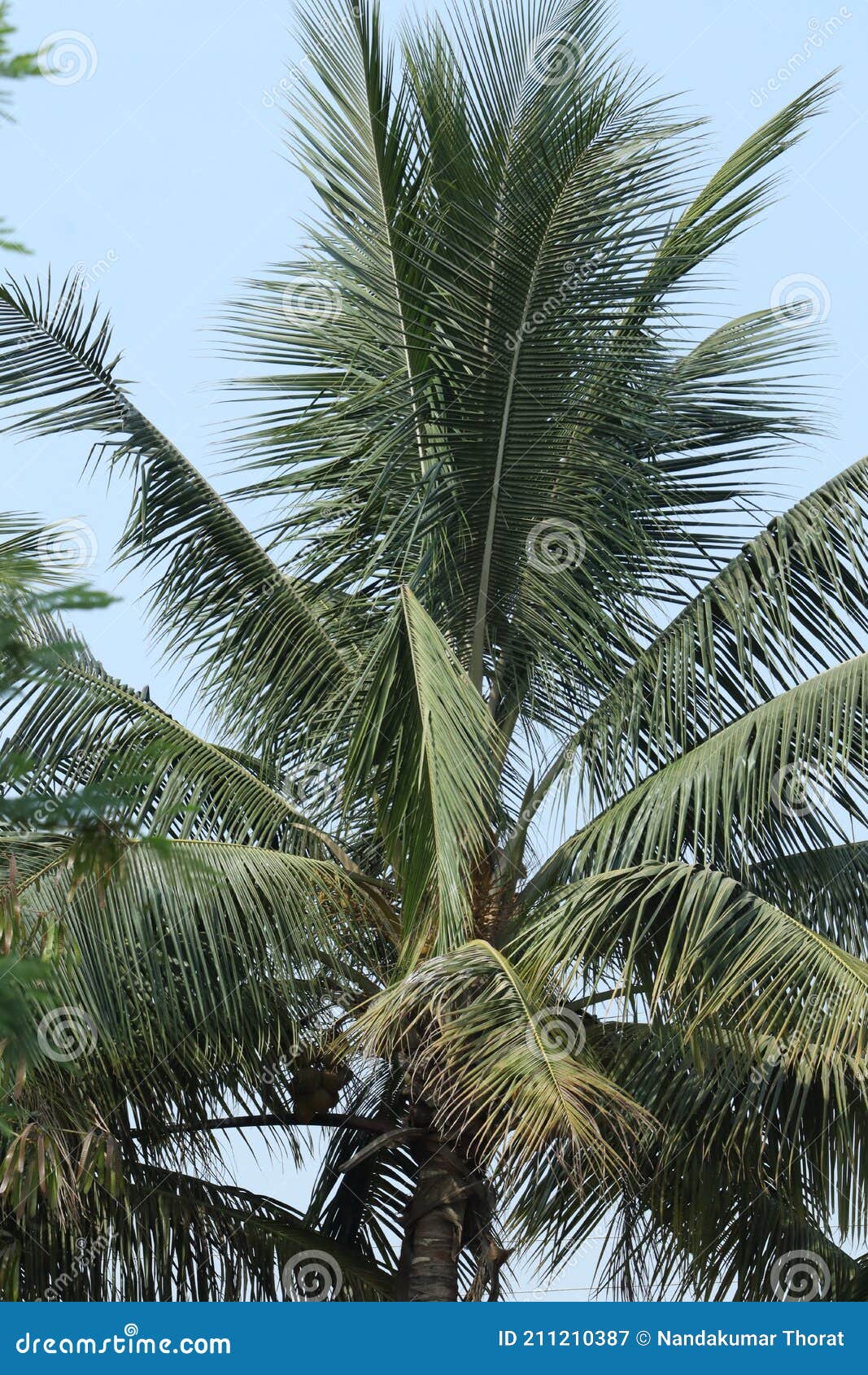 Coconut Tree with Natural Background Stock Image - Image of produce ...