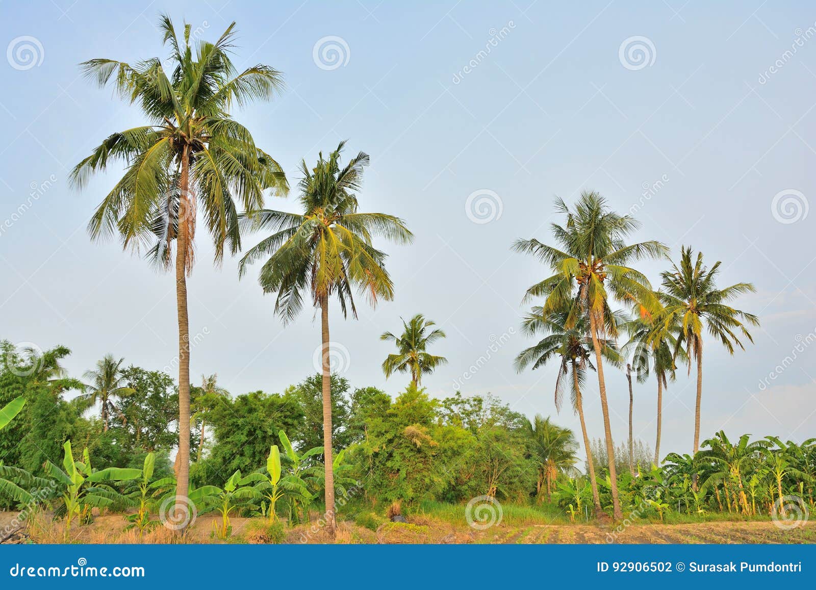 Coconut Tree Natural Landscape Stock Photo - Image of palm, bunch: 92906502