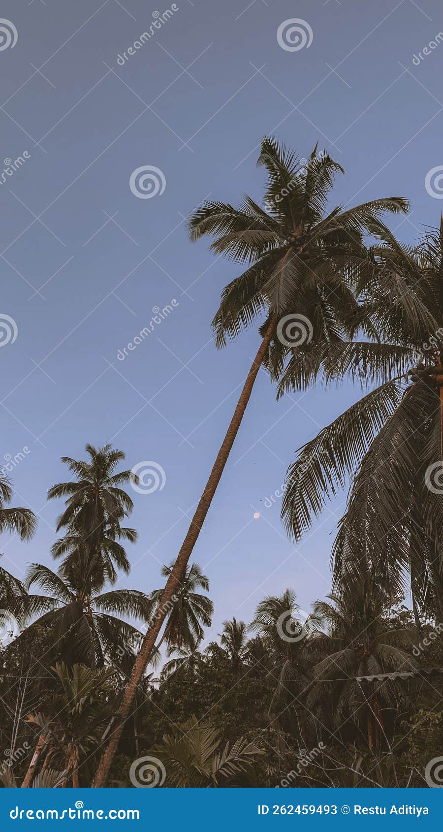 Coconut tree stock image. Image of view, coconut, natural - 262459493