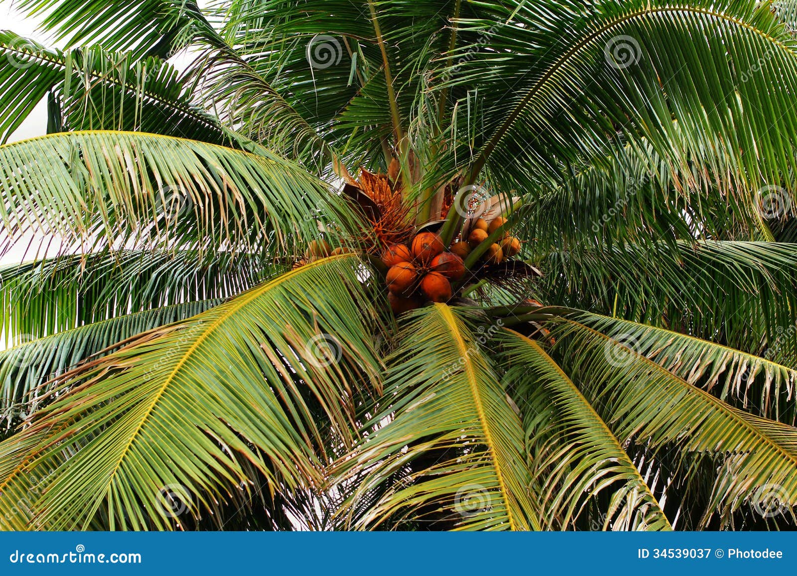 Coconut tree stock image. Image of healthy, nature, countryside - 34539037