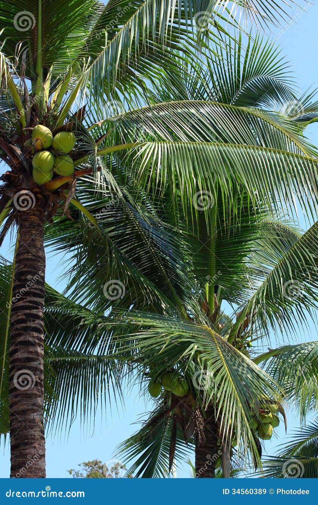 Coconut tree stock image. Image of natural, green, tropic - 34560389