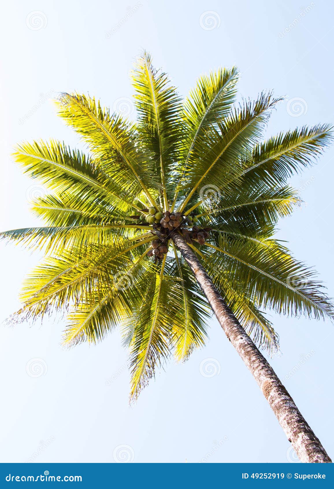 Coconut tree stock image. Image of coconut, paradise - 49252919