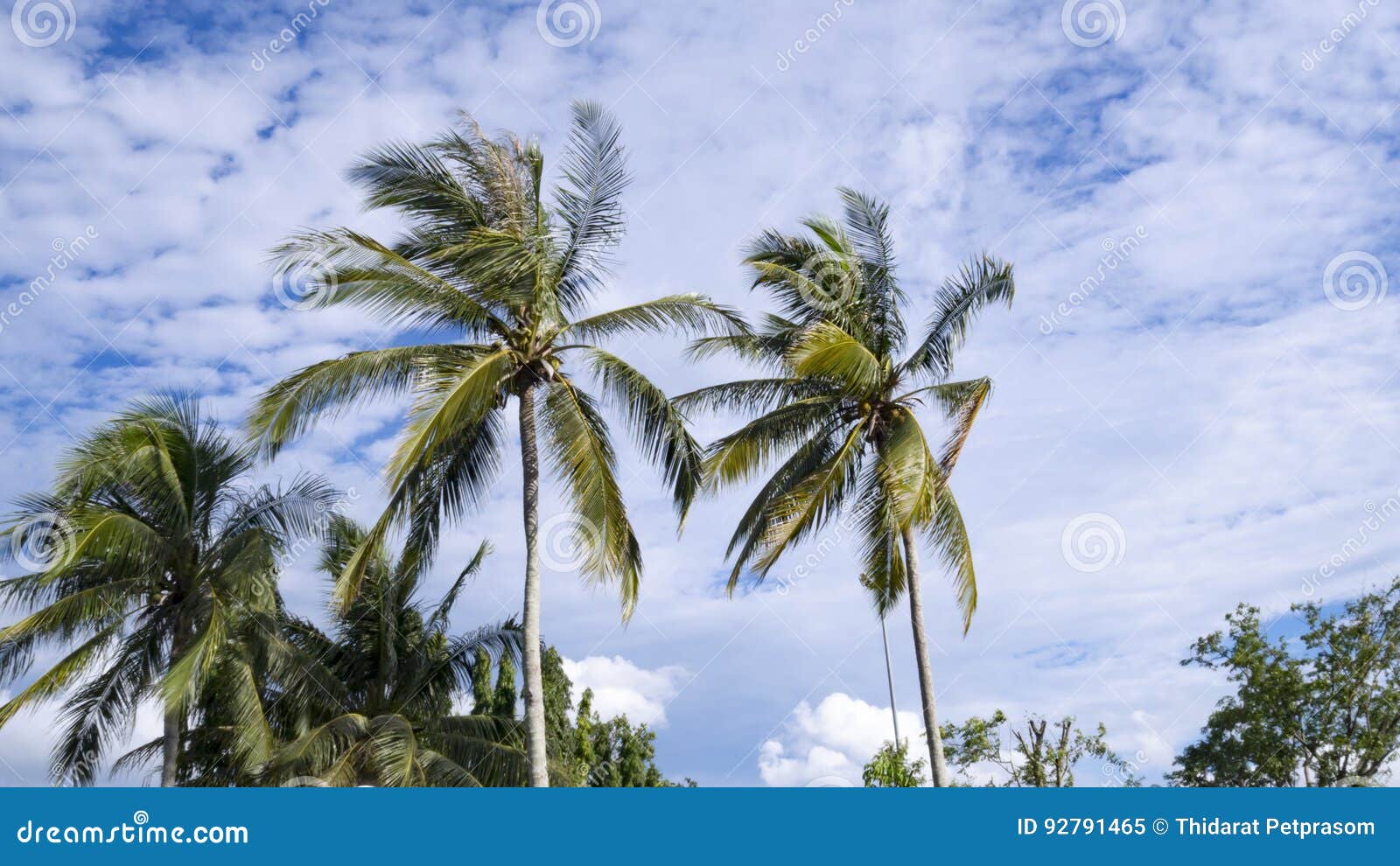 Coconut Tree Nature Against with Blue Sky Swaying in Wind Stock Image ...