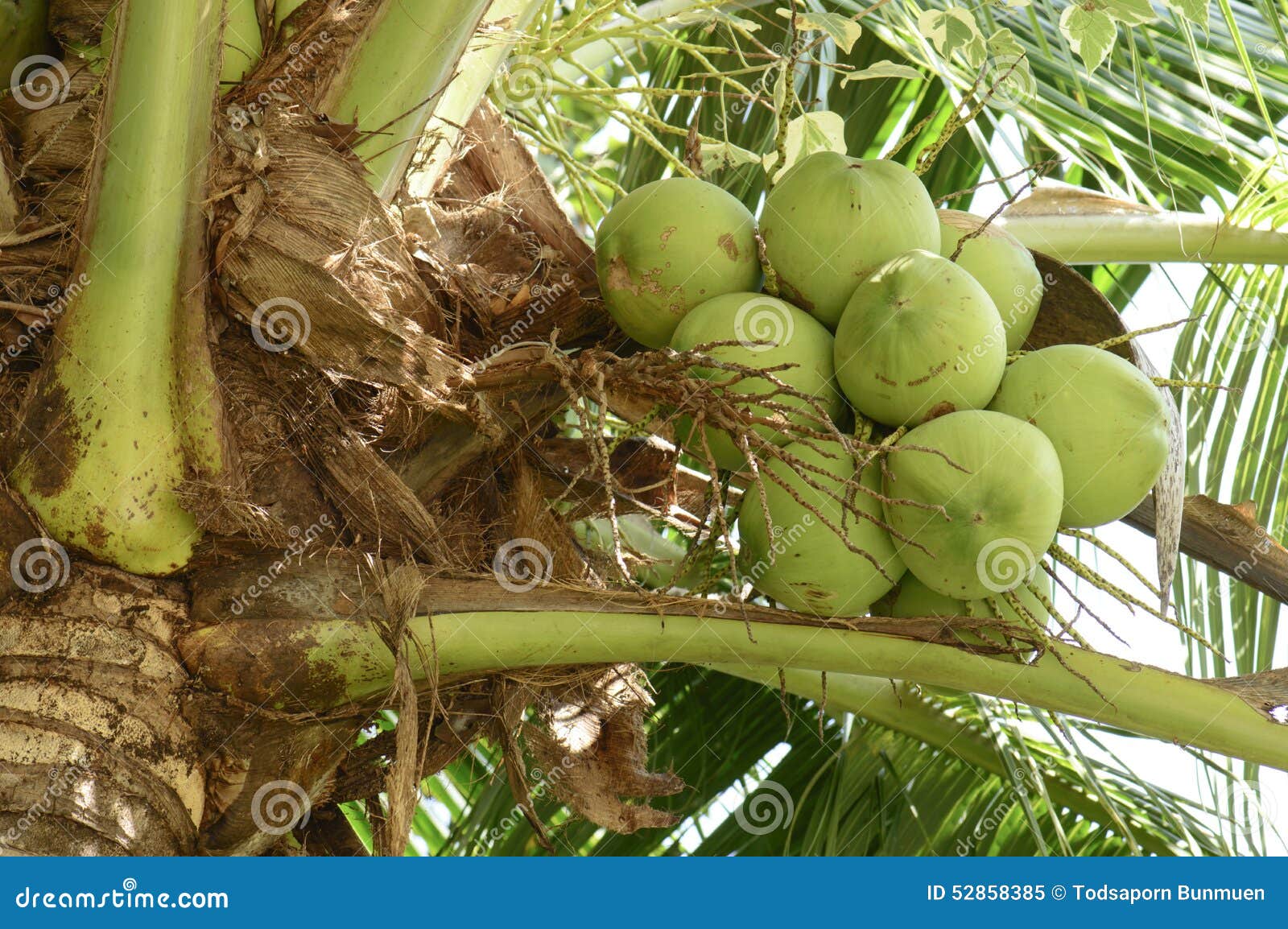 Coconut tree stock image. Image of fruit, agriculture - 52858385