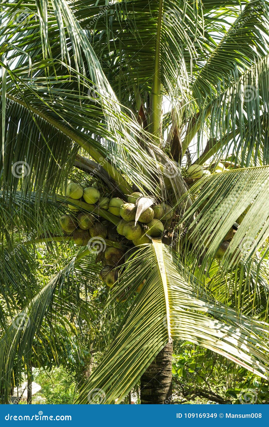 Coconut tree stock image. Image of garden, agriculture - 109169349