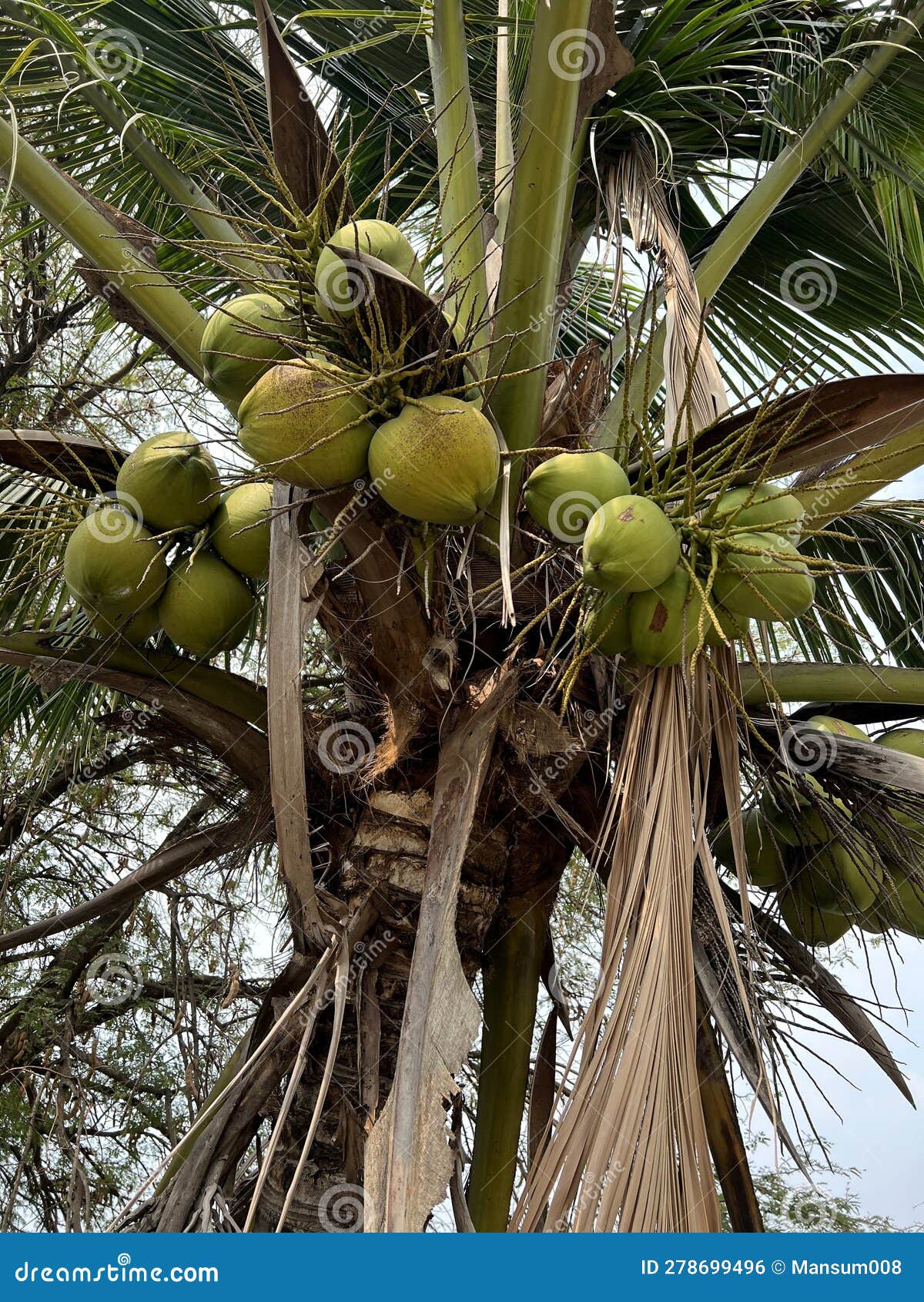 Coconut Tree in Nature Garden Stock Photo - Image of bunch, fresh ...