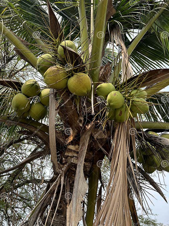 Coconut Tree in Nature Garden Stock Photo - Image of bunch, fresh ...