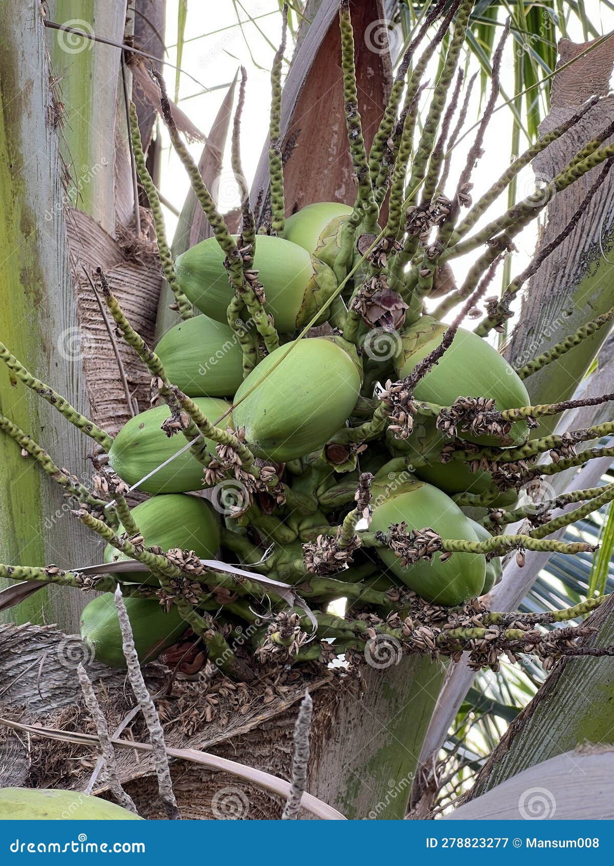 Coconut Tree in Nature Garden Stock Image - Image of palm, wood: 278823277