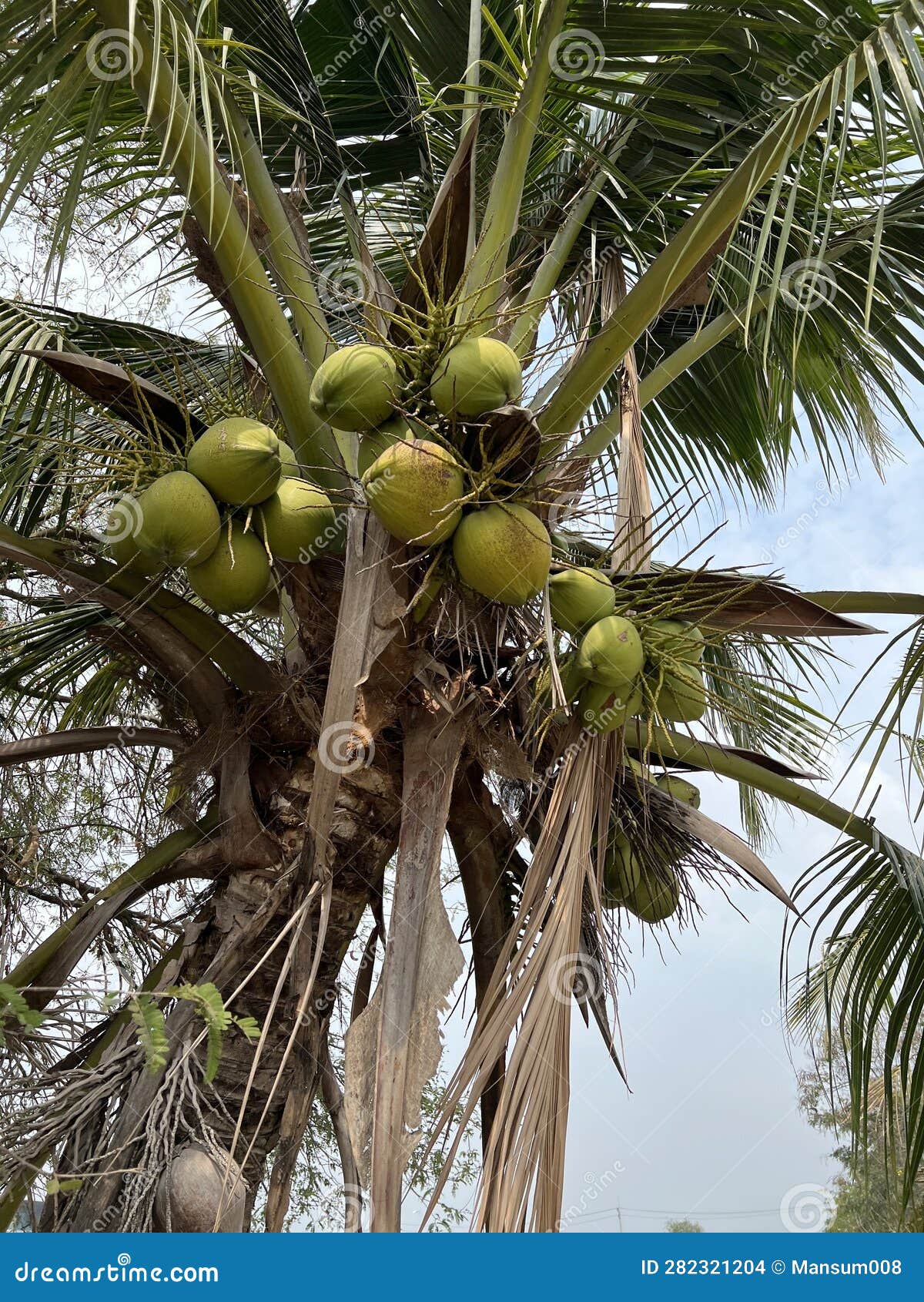 Coconut Tree in Nature Garden Stock Photo - Image of green, fruit ...