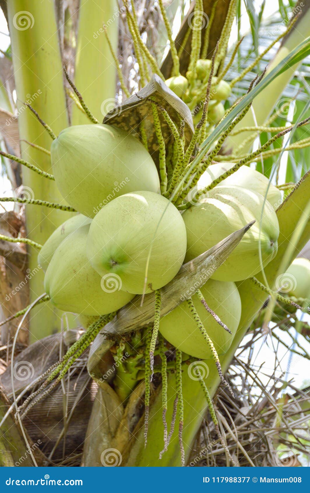 Coconut Tree in Nature Garden Stock Image - Image of natural, green ...