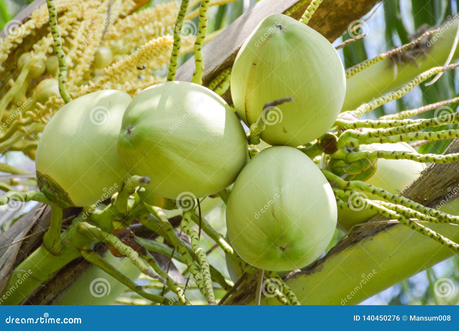 Coconut Tree in Nature Garden Stock Photo - Image of leaves, fresh ...