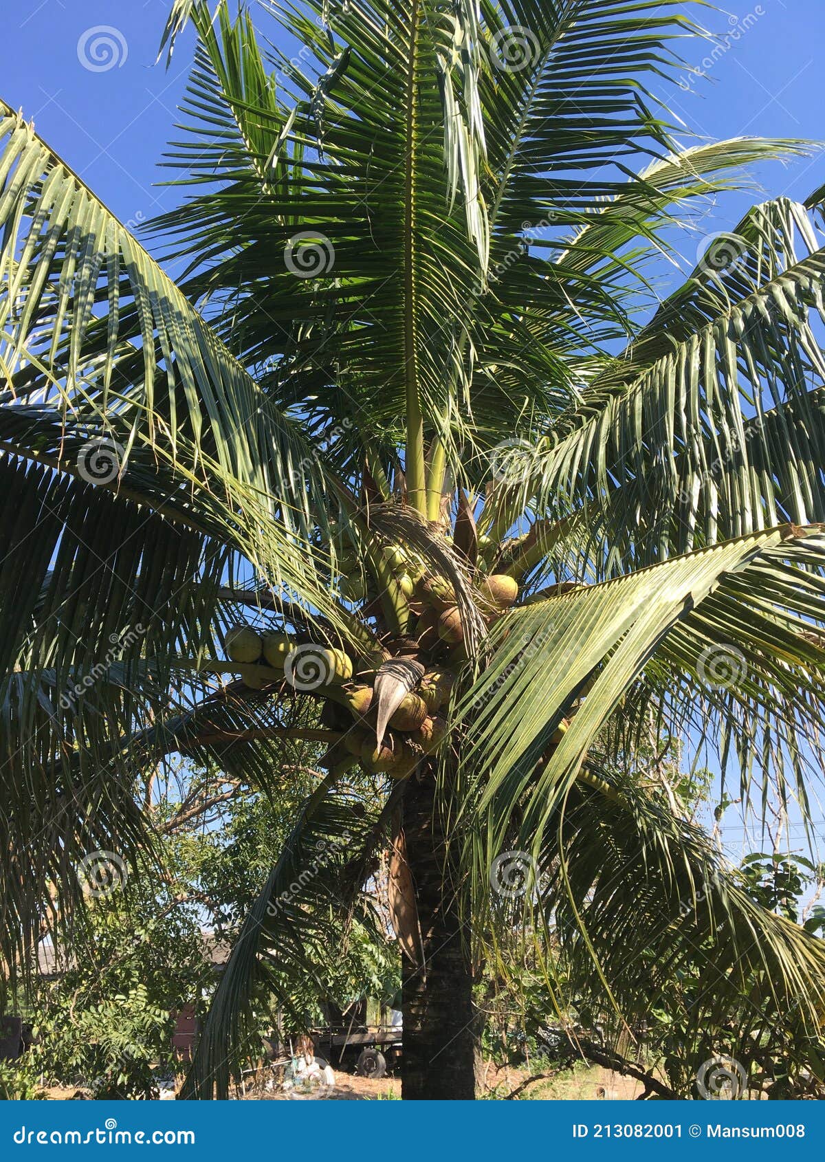 Coconut Tree in Nature Garden Stock Image - Image of leaf, fresh: 213082001
