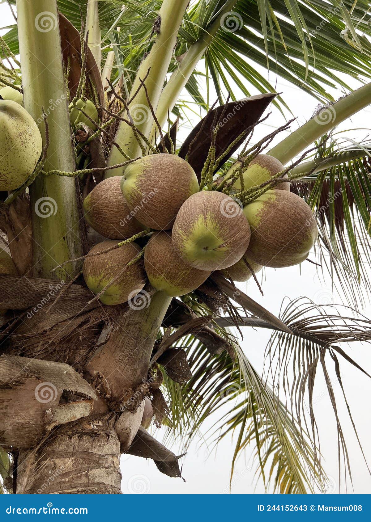 Coconut Tree in Nature Garden Stock Image - Image of garden, organic ...