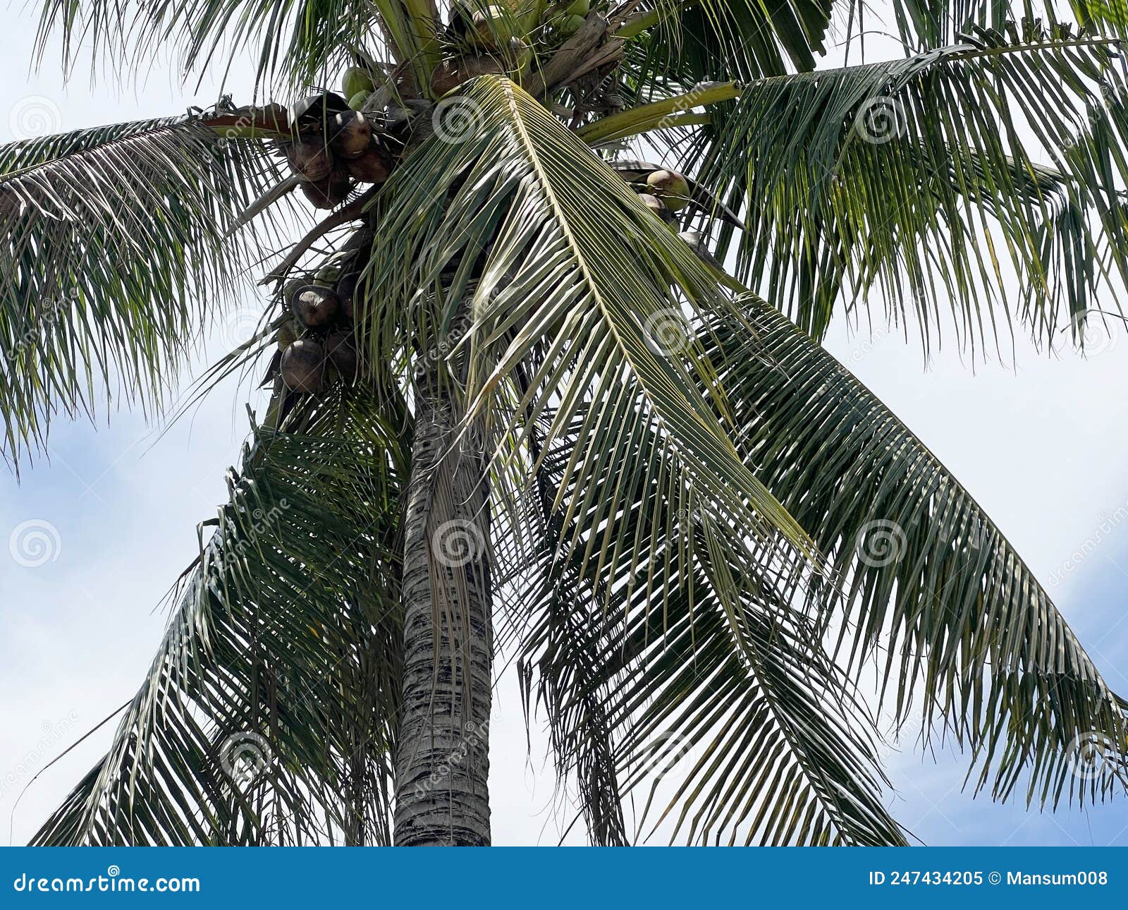Coconut Tree in Nature Garden Stock Image - Image of tropical, sunny ...