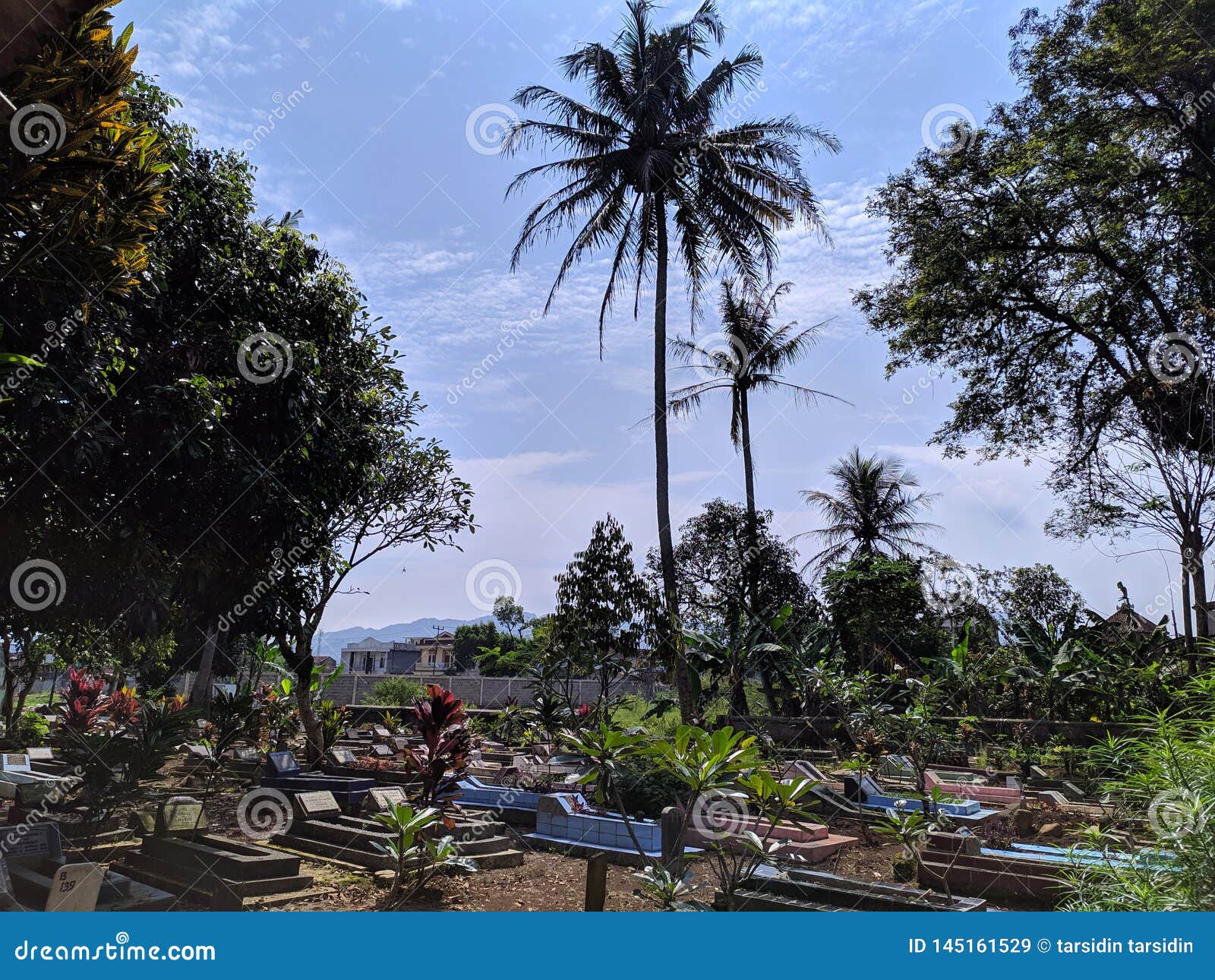 Coconut tree stock image. Image of coconut, blue, tree - 145161529