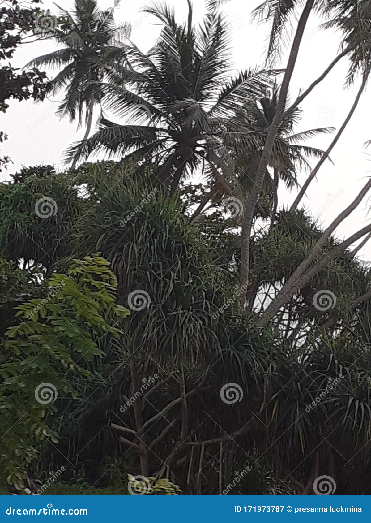 Coconut Tree Near Sea with Wild Trees Stock Image - Image of wild ...