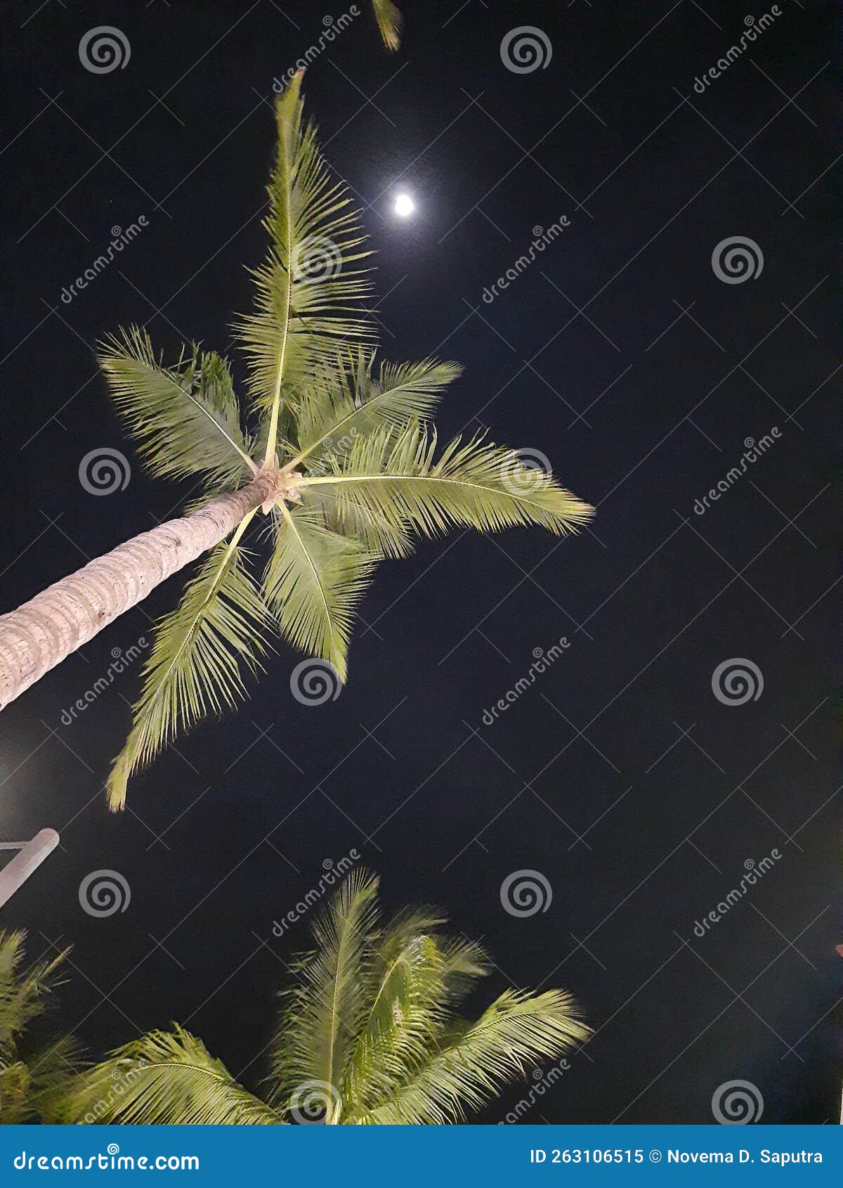 Coconut Tree in the Night with the Moon Stock Image - Image of green ...
